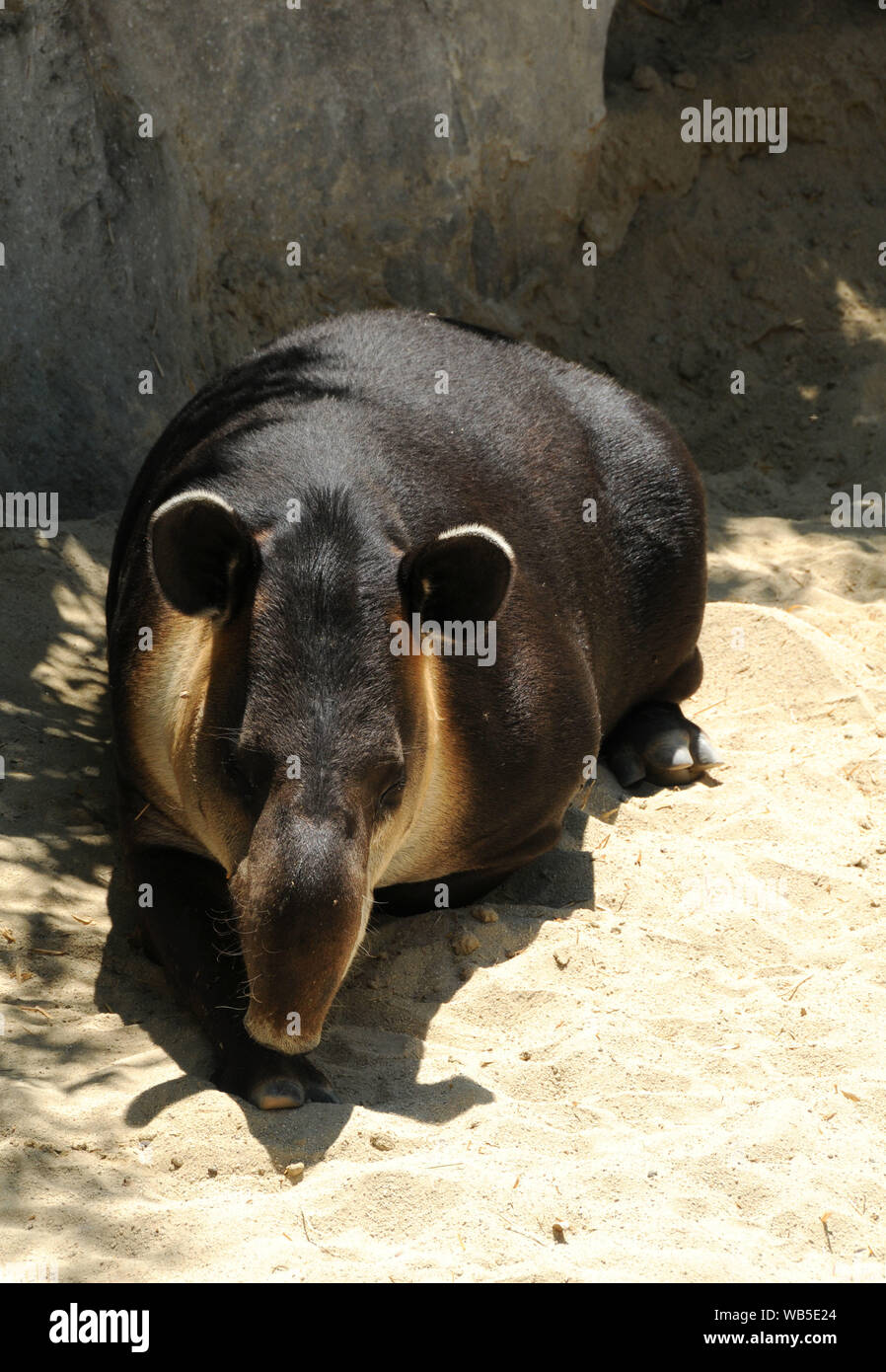 Los Angeles, California, USA 23rd August 2019 A Central American Tapir ...