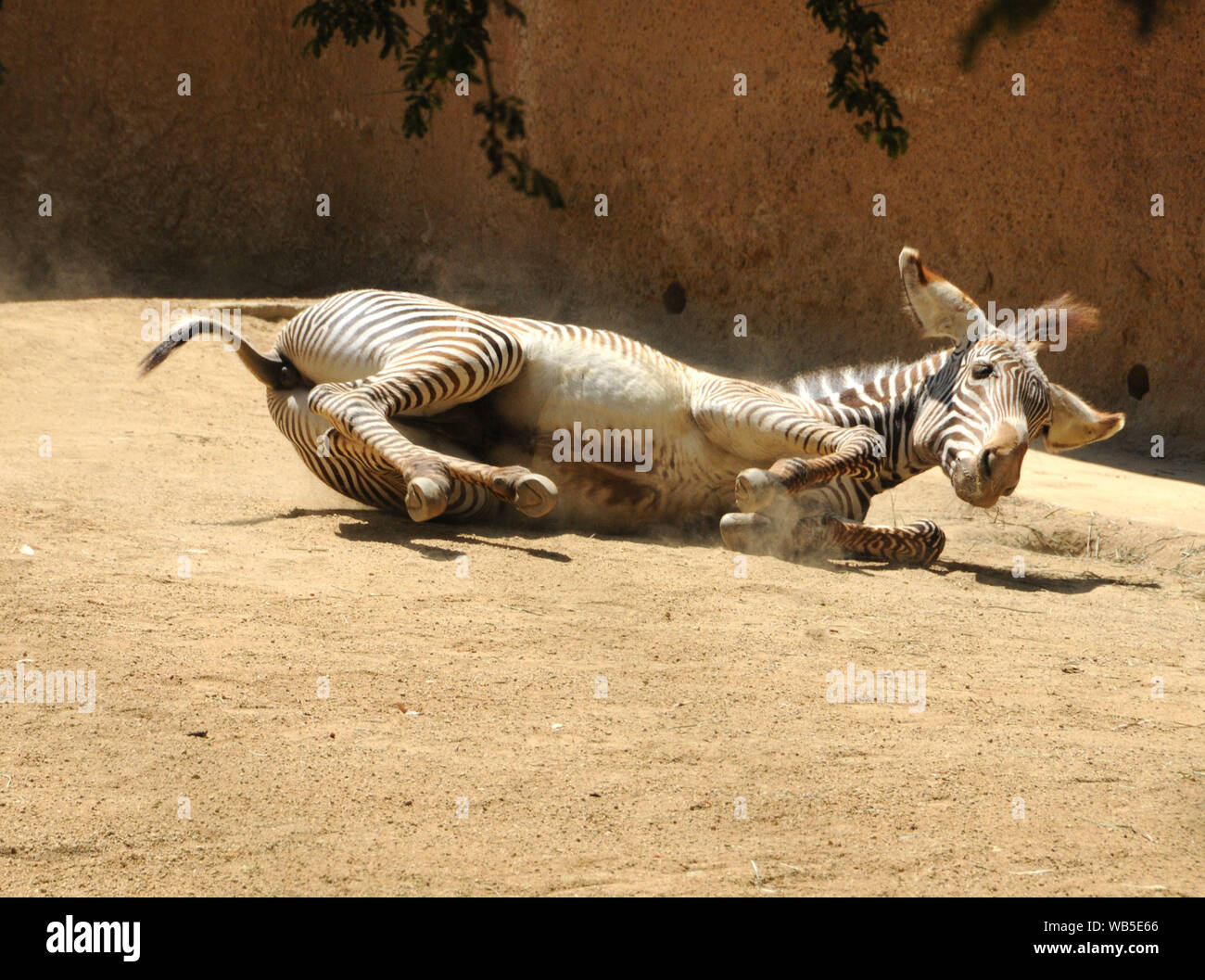 Los Angeles, California, USA 23rd August 2019 A Baby Grevy's Zebra at ...