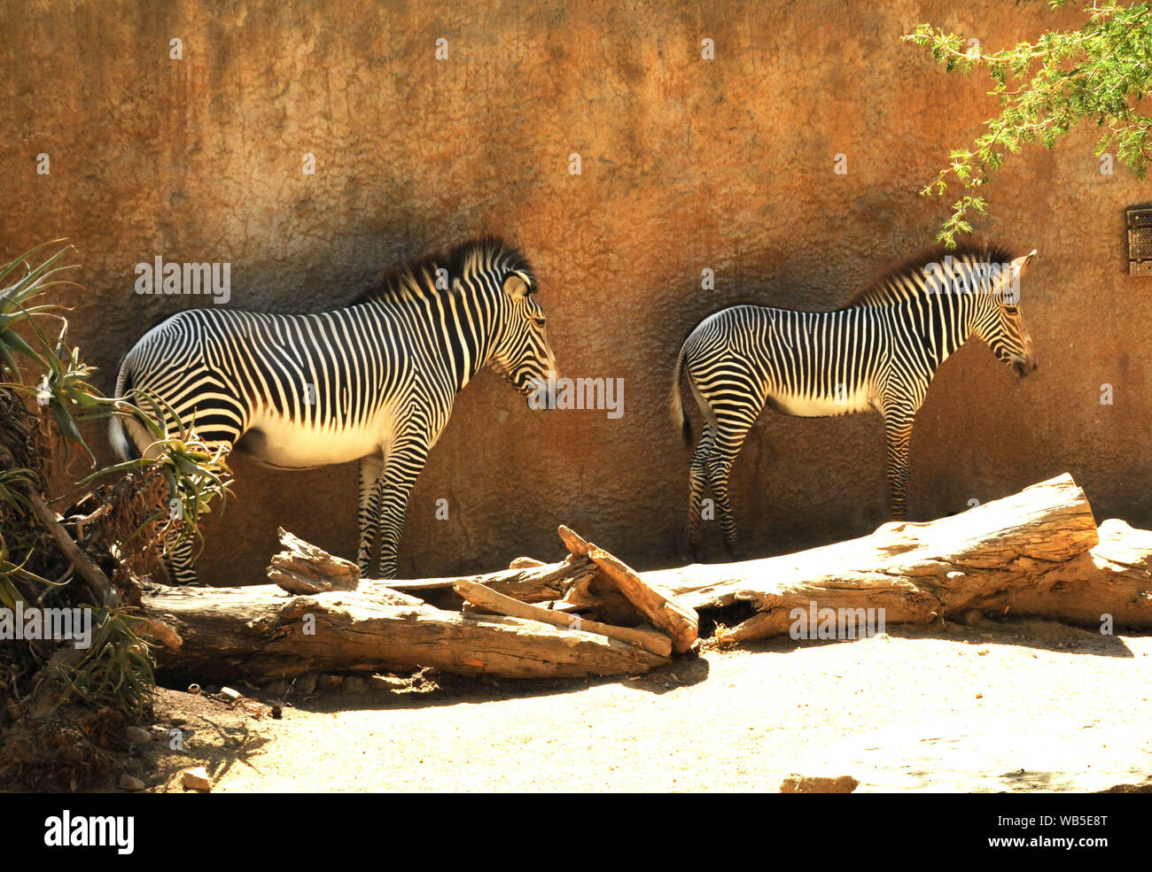 Los Angeles, California, USA 23rd August 2019 Grevy's Zebras at Los ...