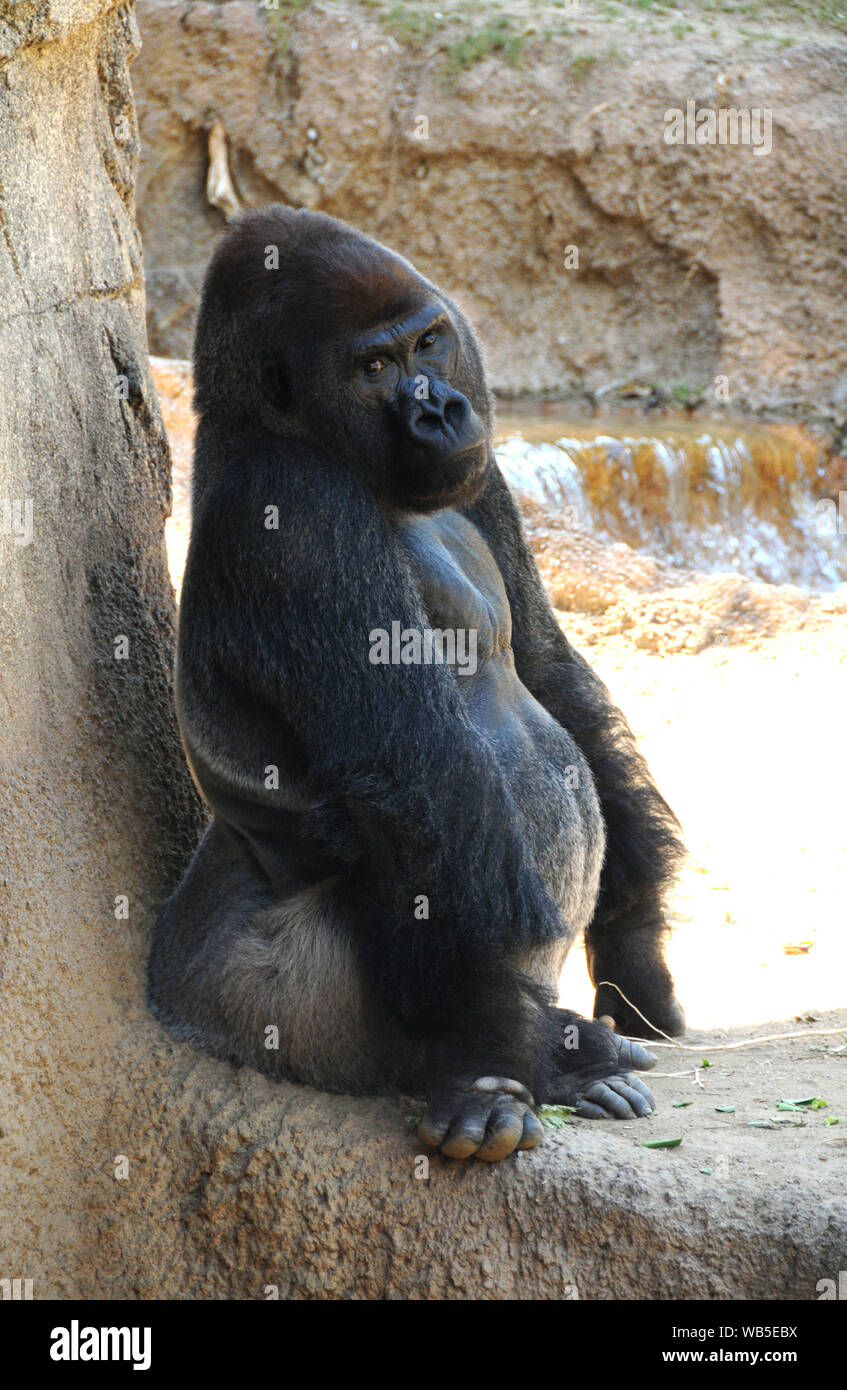 Los Angeles, California, USA 23rd August 2019 A Western Lowland Gorilla ...