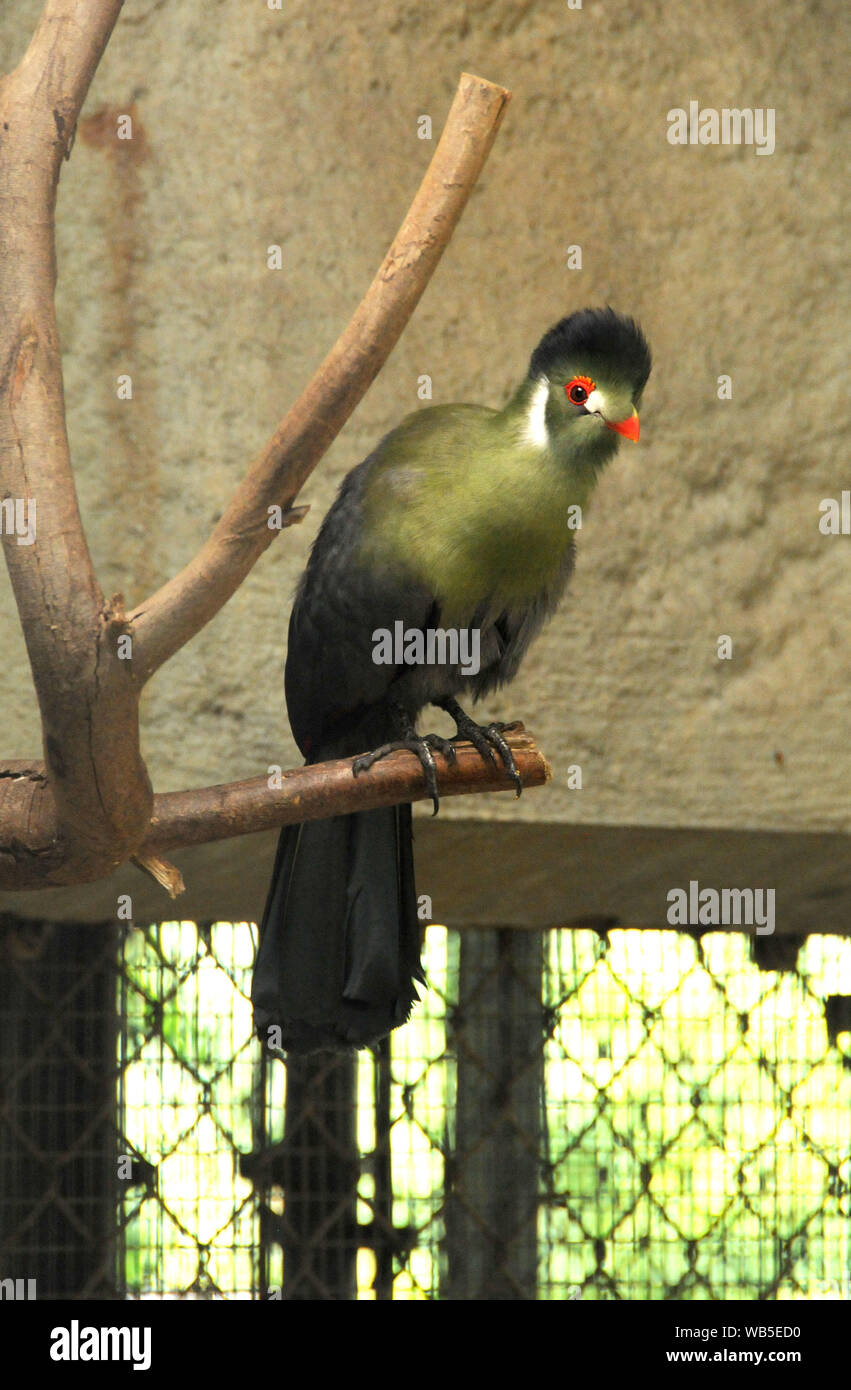 Los Angeles, California, USA 23rd August 2019 A Turaco Bird at Los ...