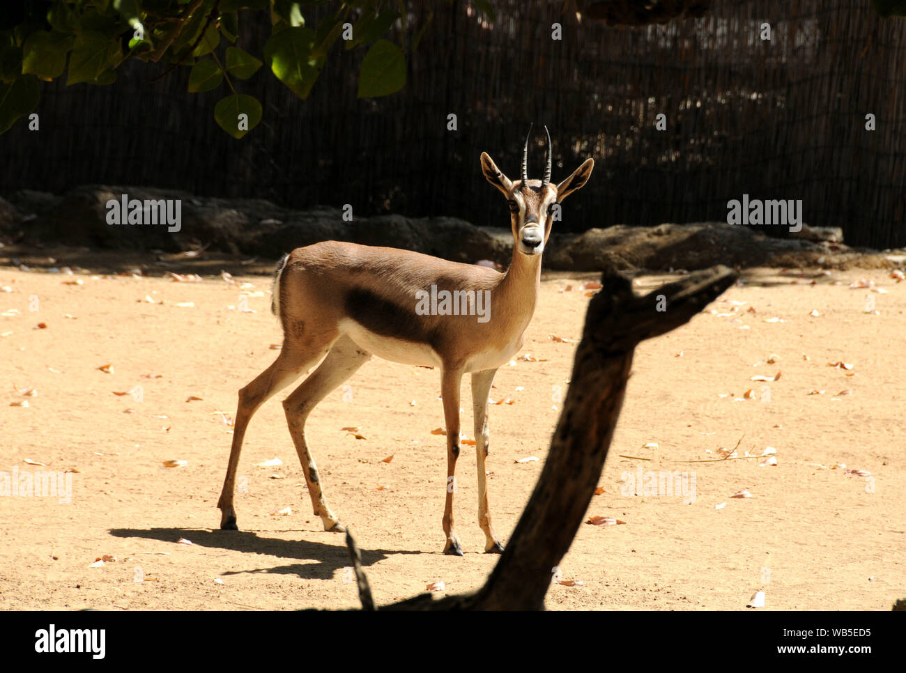 Los Angeles, California, USA 23rd August 2019 A Speke's Gazelle at Los ...