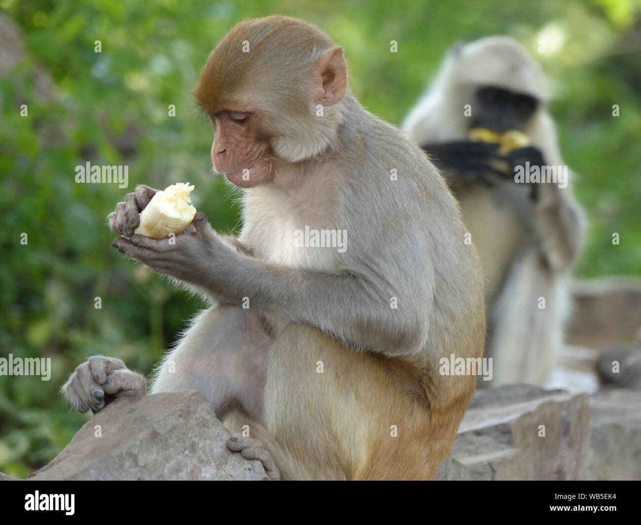 Monkeys busy eating bananas at the Hindu Monkey Temple Stock Photo - Alamy