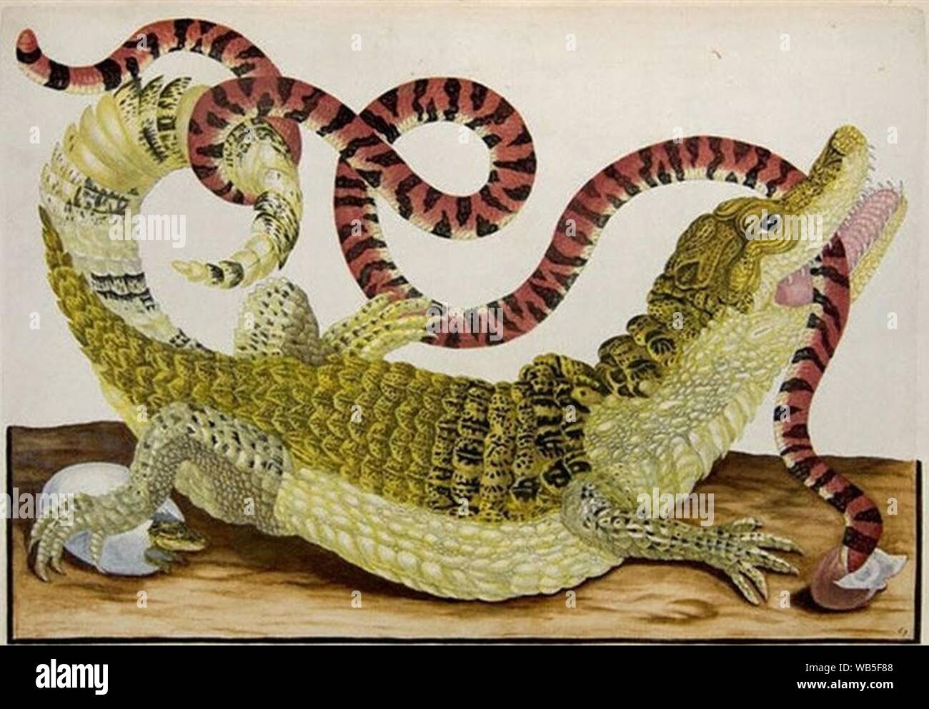 Maria sibylla merian suriname hi-res stock photography and images - Alamy