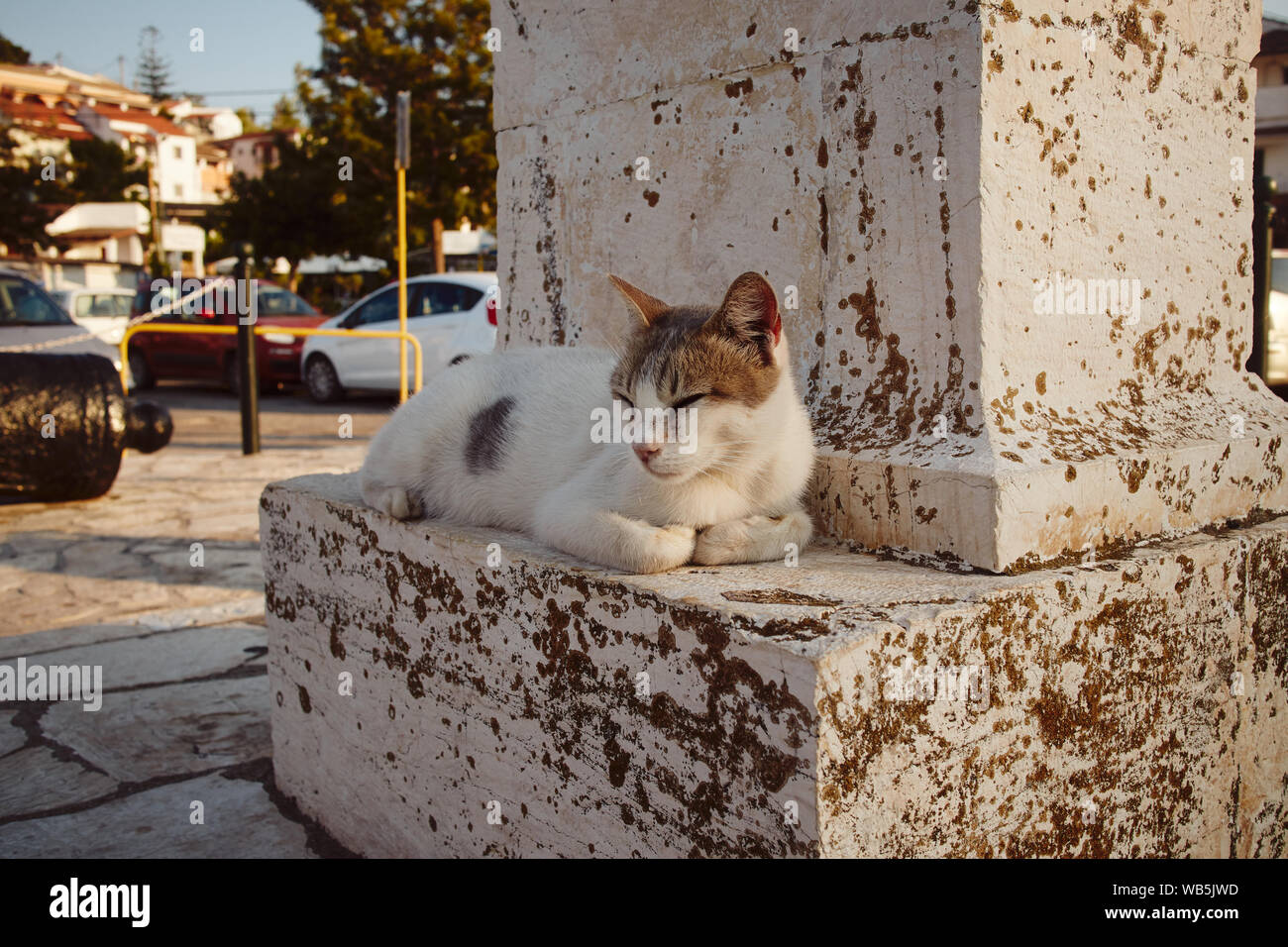 Cat in Kassiopi, Corfu, Greece Stock Photo - Alamy