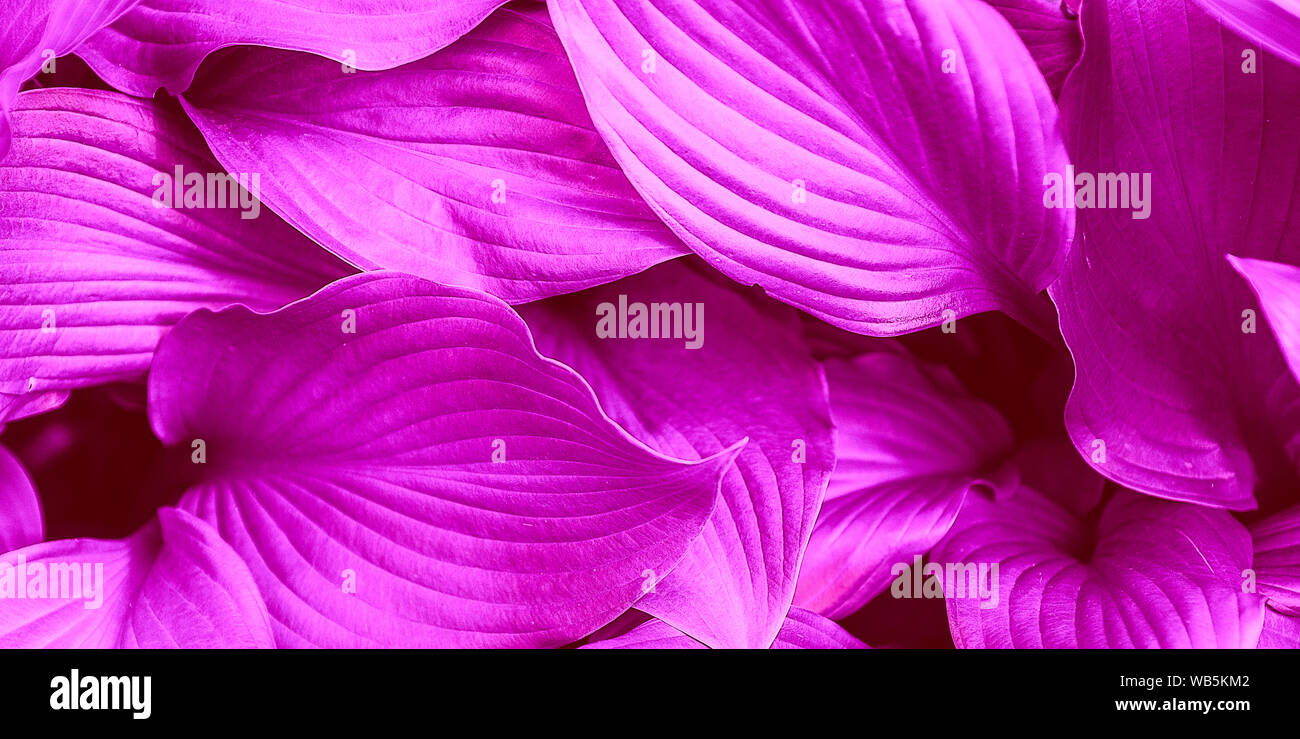 Flat lay Leaves background painted proton purple color Stock Photo - Alamy