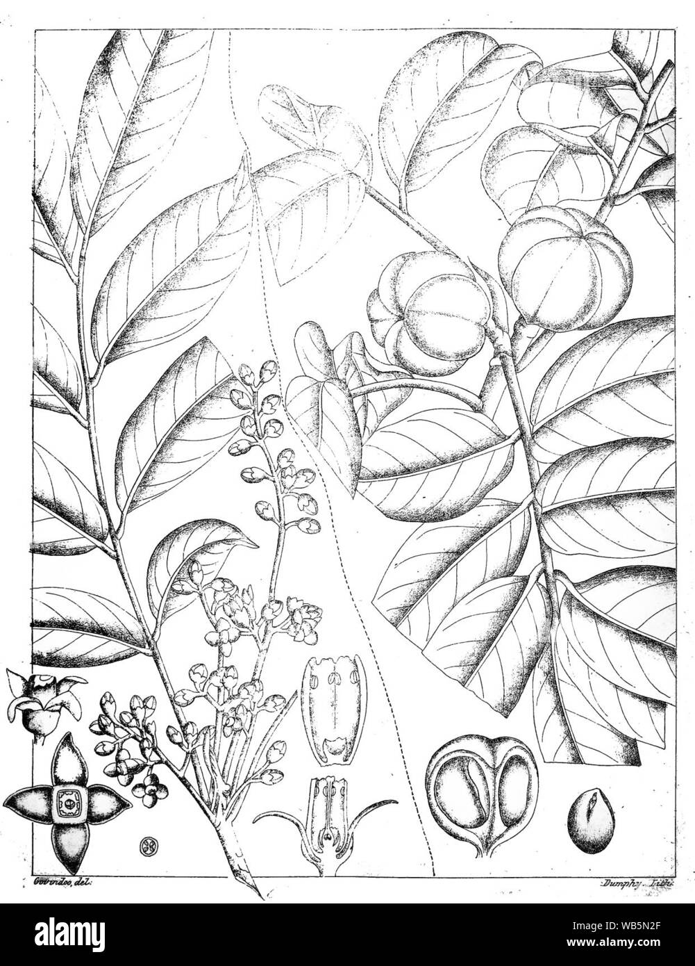 Dysoxylum hi-res stock photography and images - Alamy