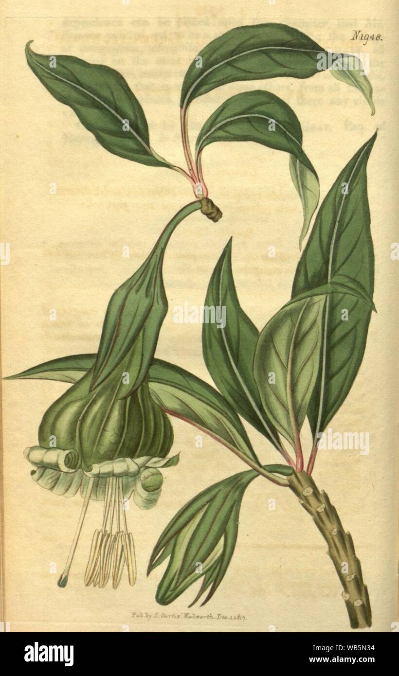 Dyssochroma viridiflora hi-res stock photography and images - Alamy