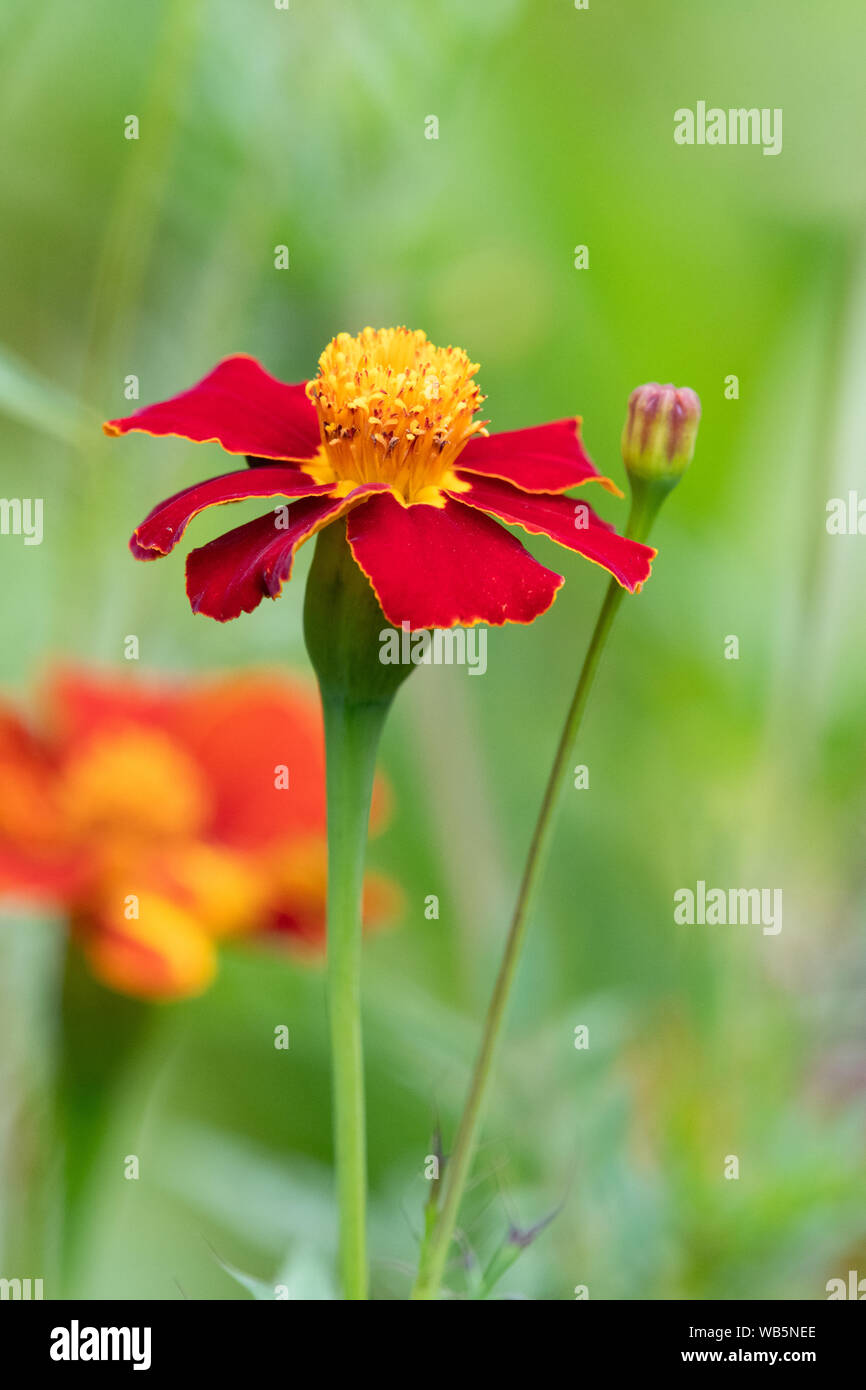 Tagetes 'Cinnabar' Dixter flower and bud - UK Stock Photo - Alamy