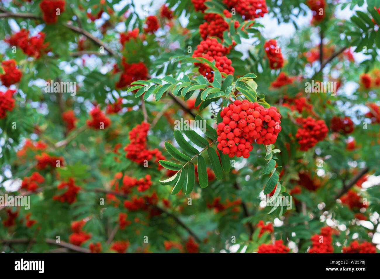 Ordinary Rowan High Resolution Stock Photography and Images - Alamy