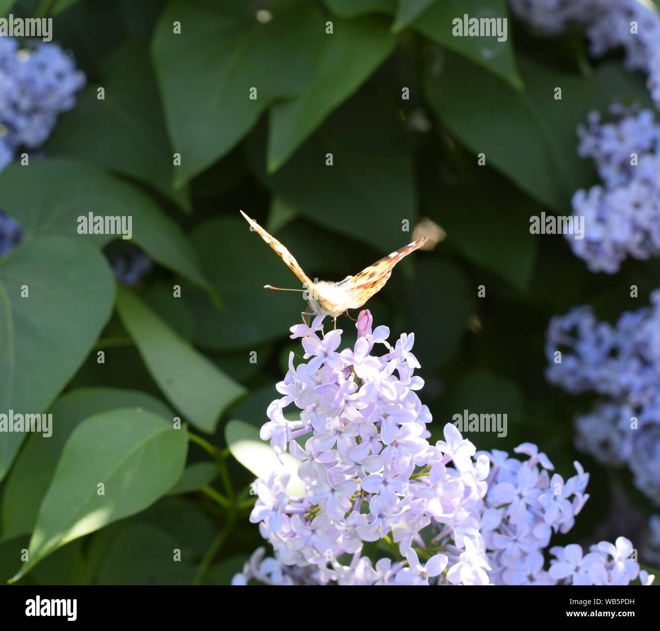 Butterfly Vanessa cardui on lilac flowers. Pollination blooming lilacs ...