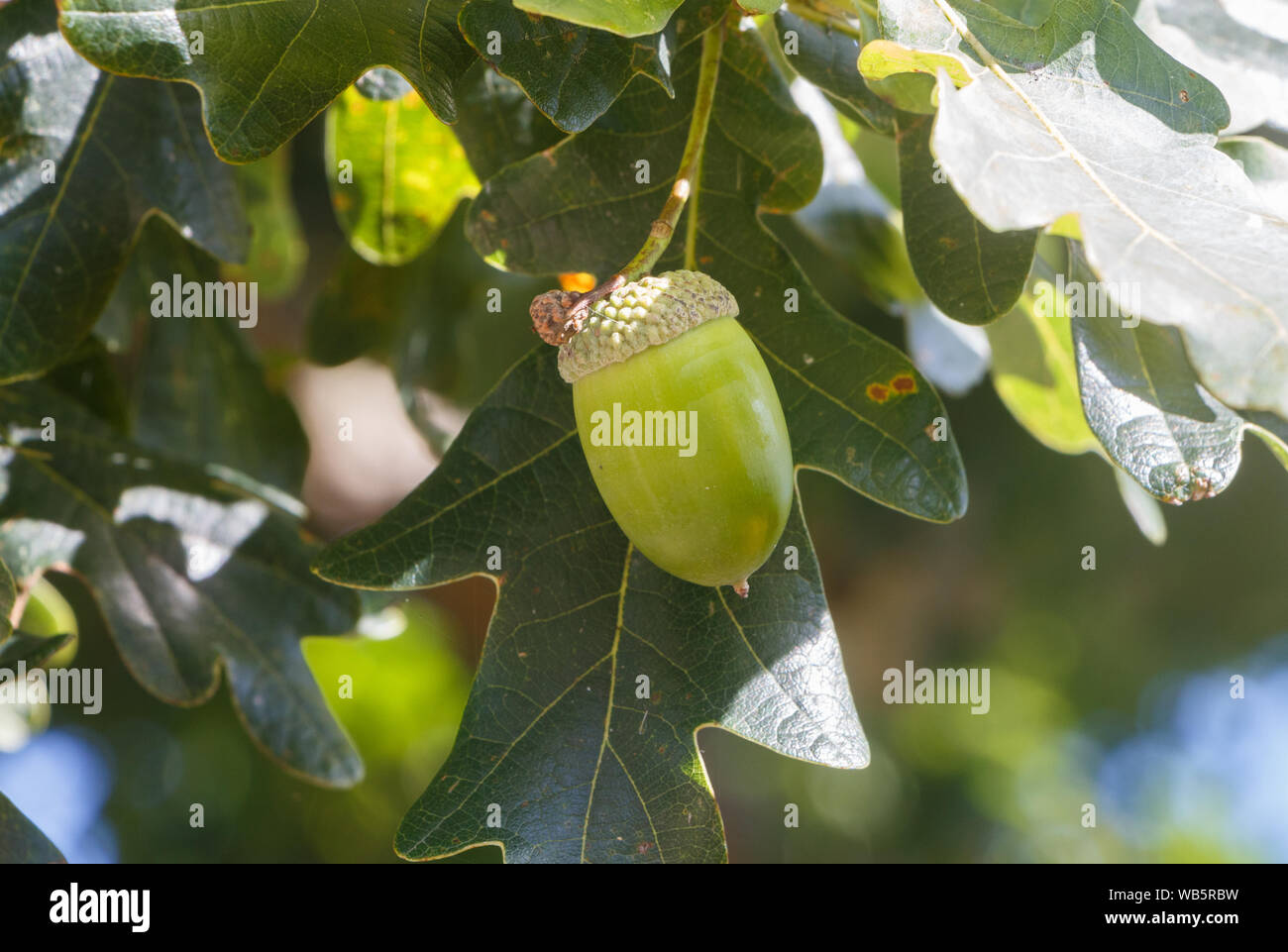 Acorn oak tree hi-res stock photography and images - Alamy