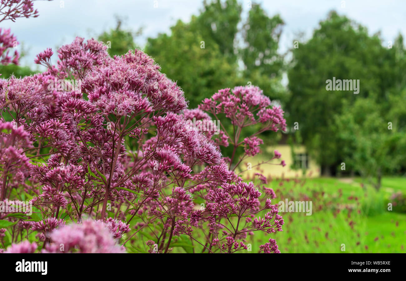 Eupatorium purpureum hi-res stock photography and images - Alamy