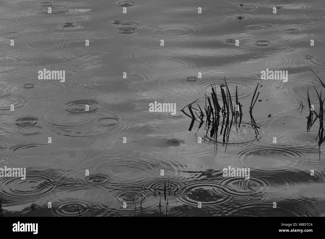 Rain on the lake hi-res stock photography and images - Alamy