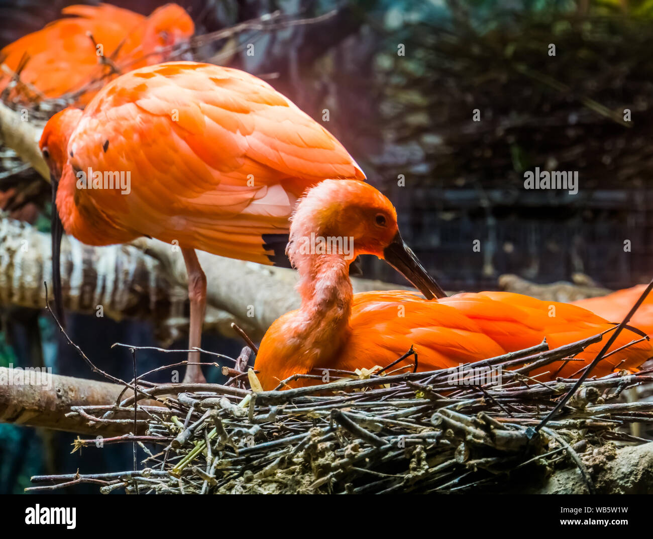 Red ibises hi-res stock photography and images - Alamy