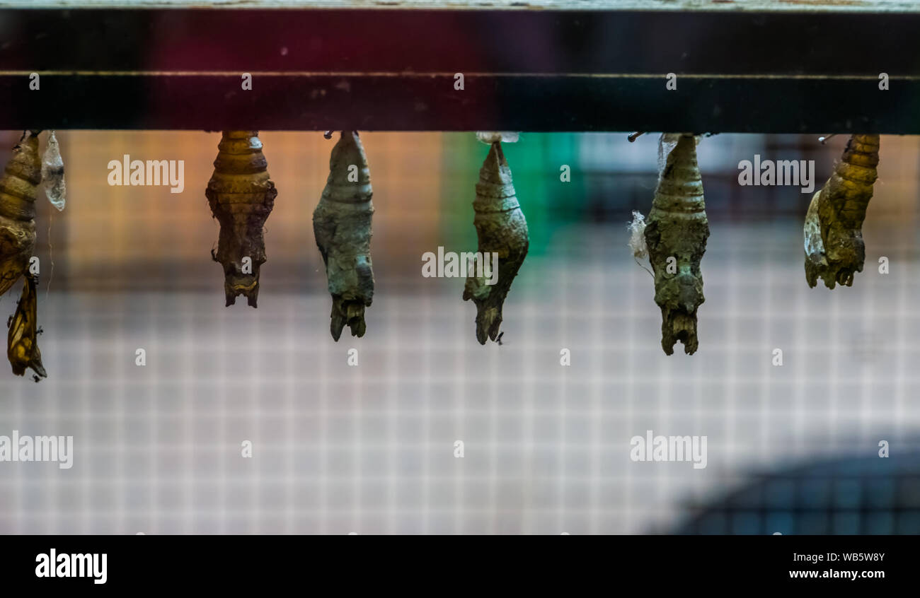 closeup of diverse butterfly cocoons, entomoculture, breeding and ...