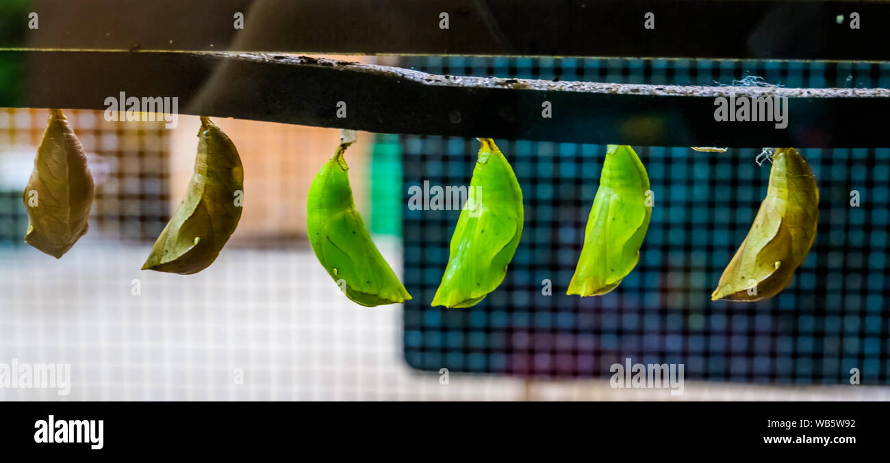 green butterfly cocoons in closeup, tropical insect specie, larva in ...