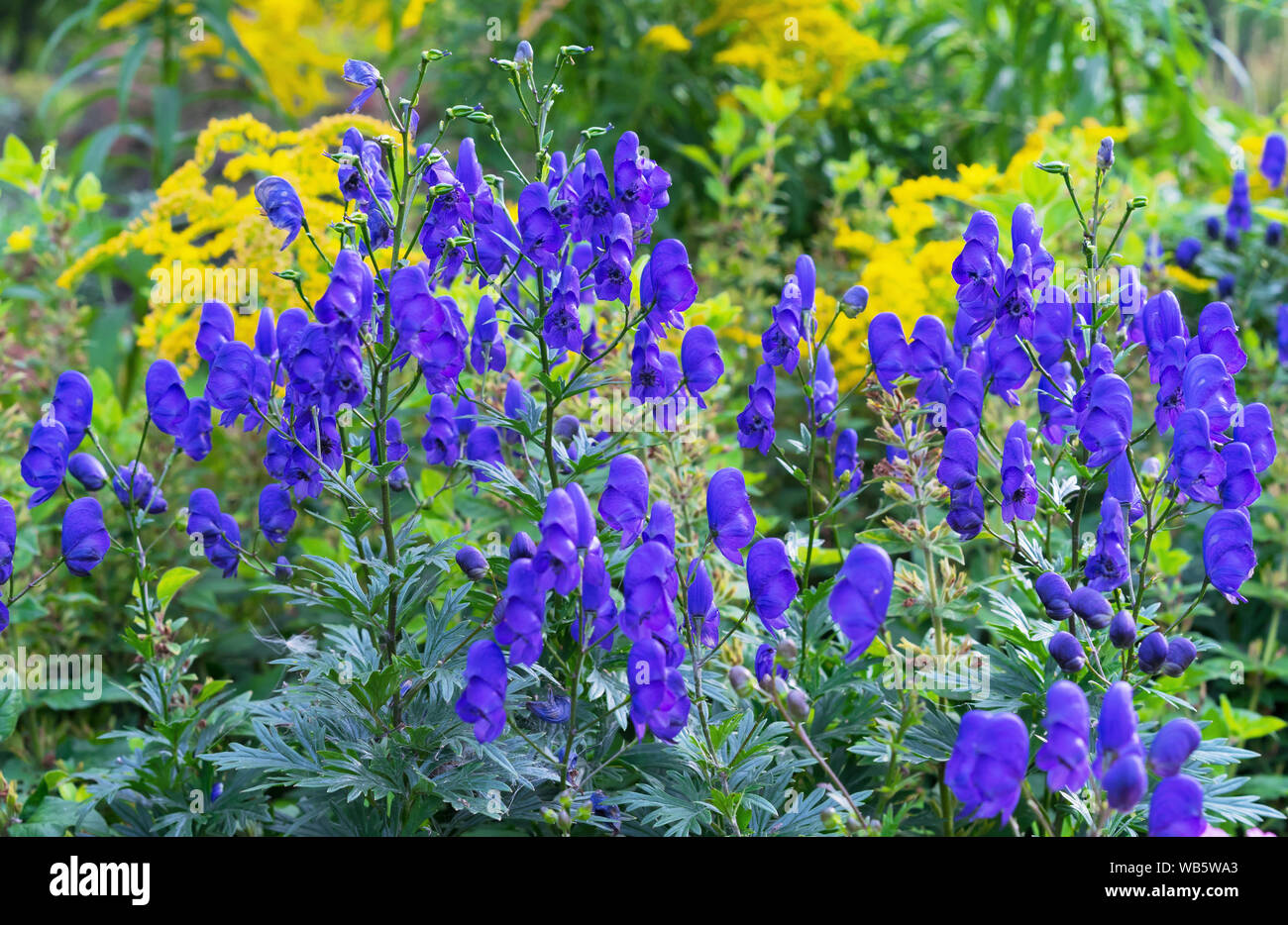 Aconite flower or wolf root is a poisonous plant. Violet flowers Stock ...