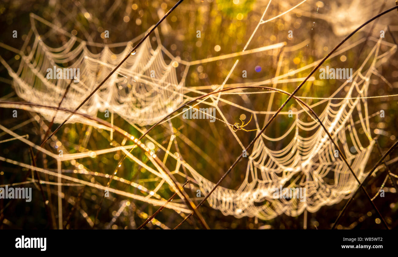 Spider webs covered in dew hi-res stock photography and images - Alamy