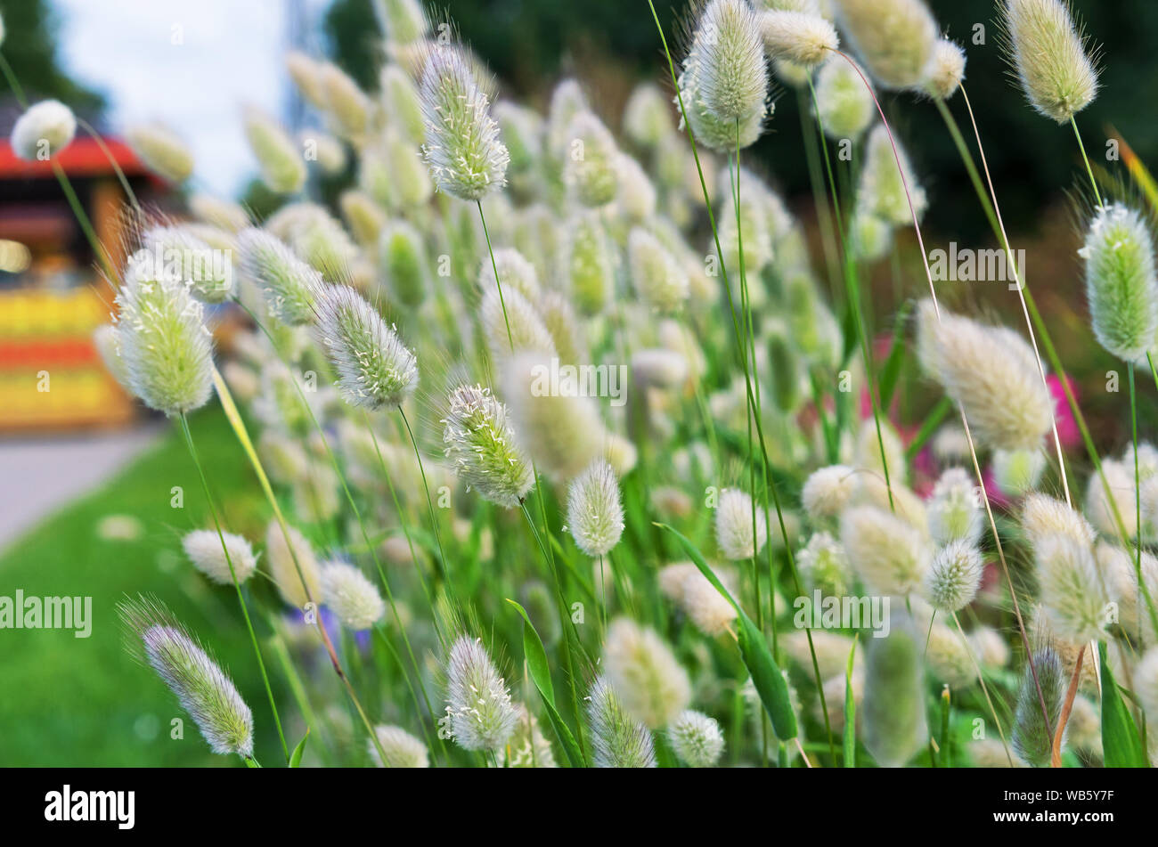 Lagurus plant. Fluffy spikelets of a cereal plant Stock Photo - Alamy