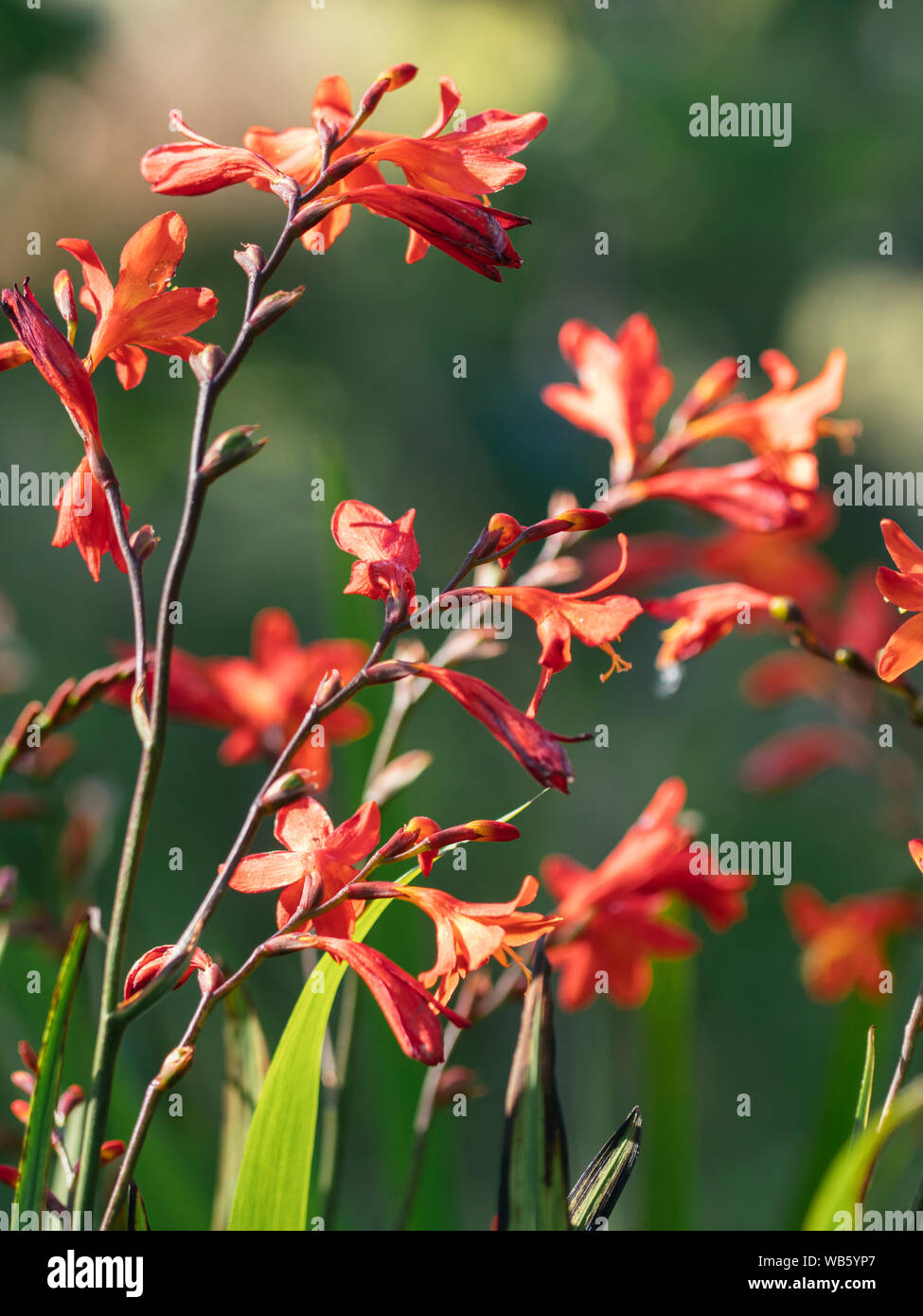 Carmine flower hi-res stock photography and images - Alamy