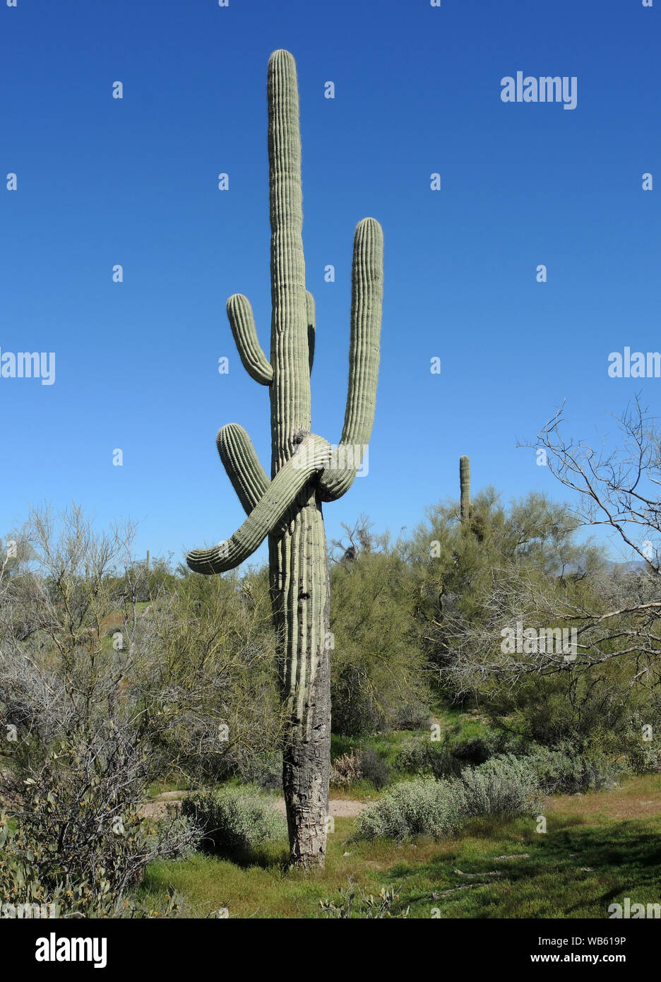 The Saguaro cactus grows in different shapes. The Saguaro provides food ...