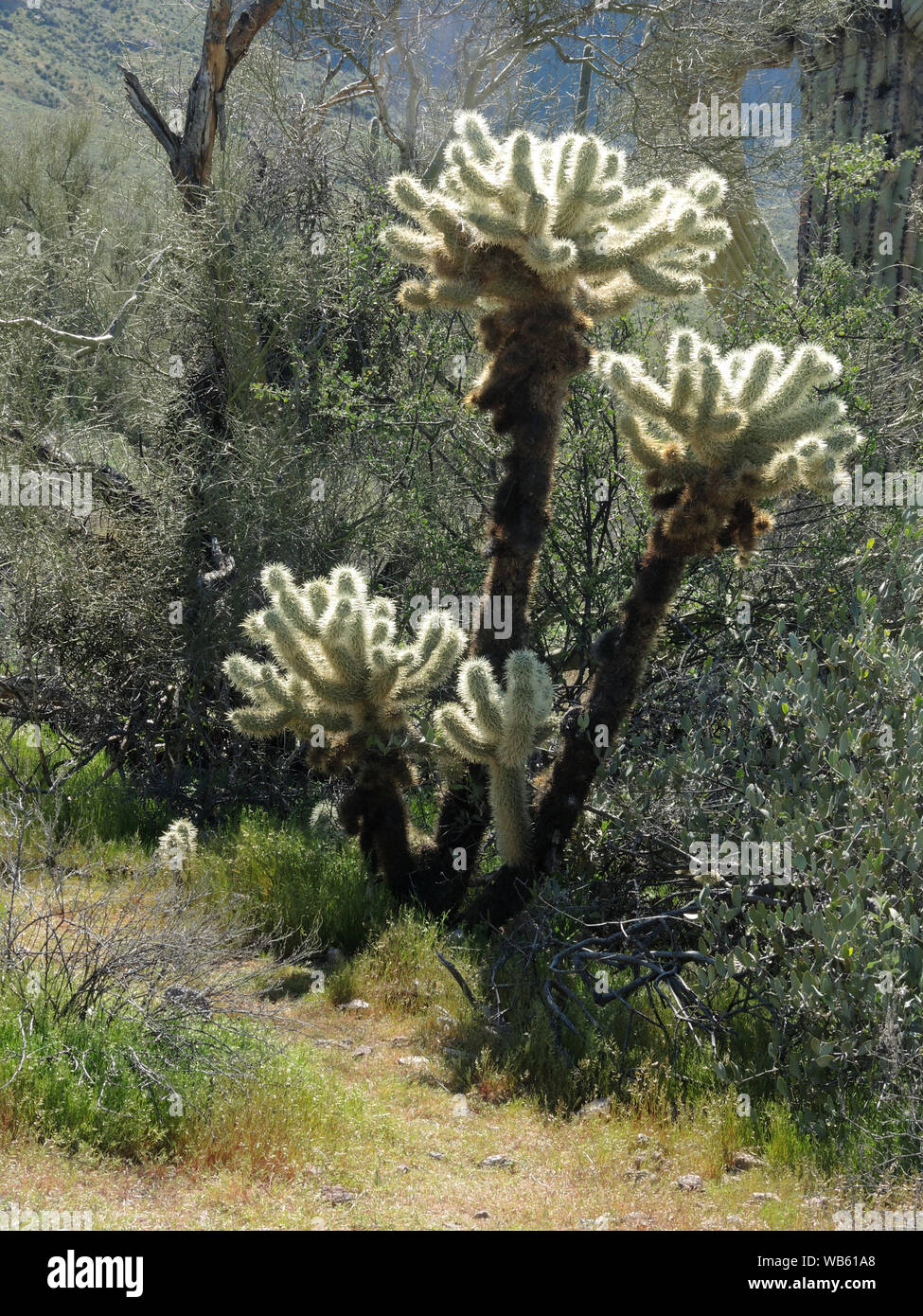 The Teddy Bear cactus or Cholla occurs in different forms and is common ...