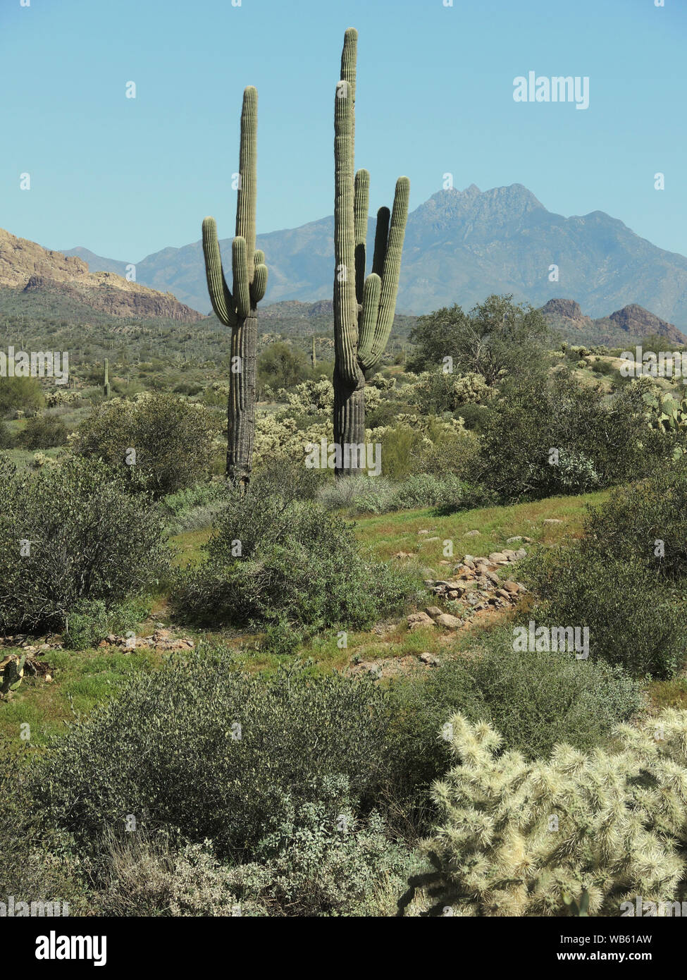 The tall Saguaro cactus stands out in the sparse landscape. The Saguaro ...