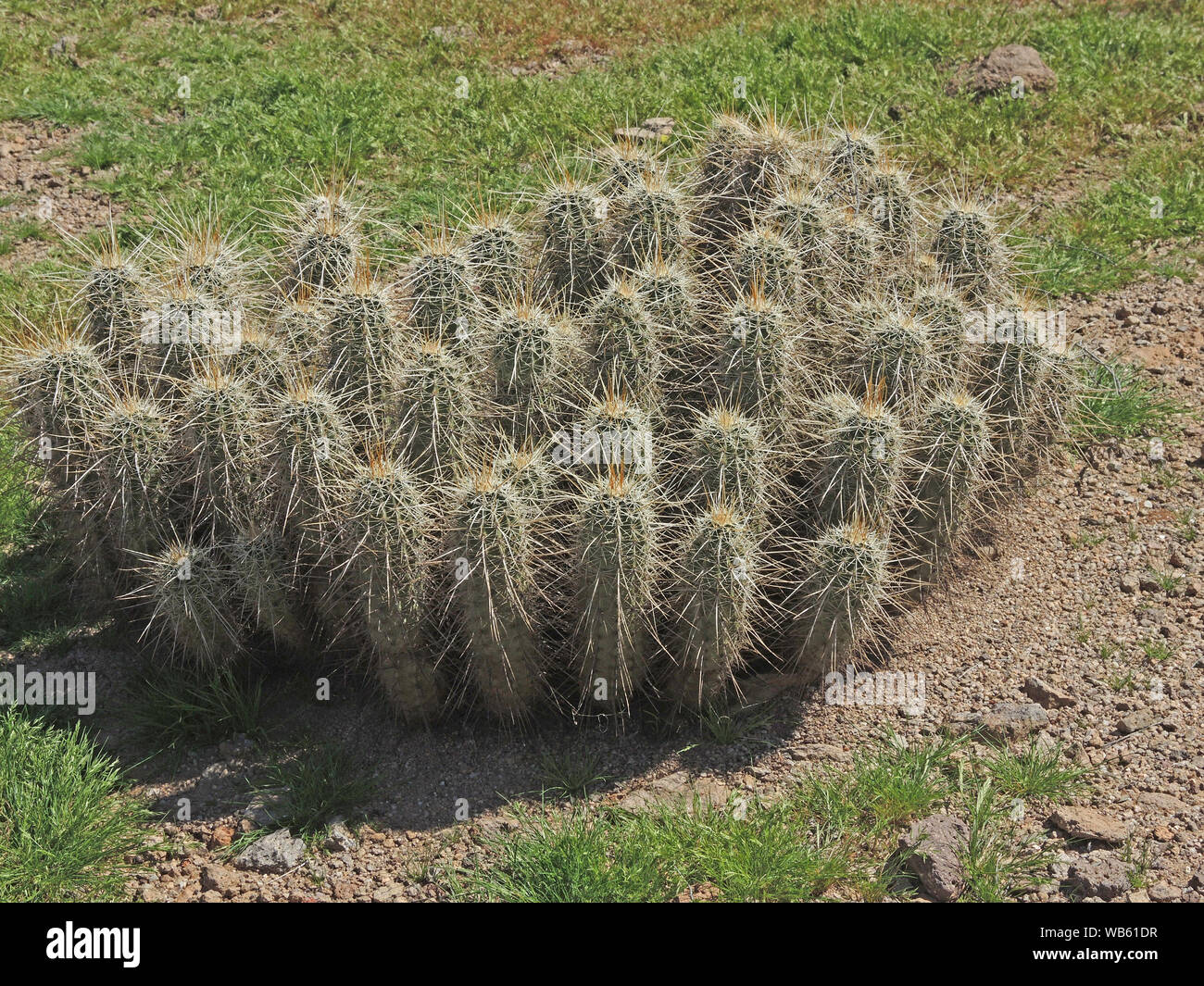 Cactus mine hi-res stock photography and images - Alamy