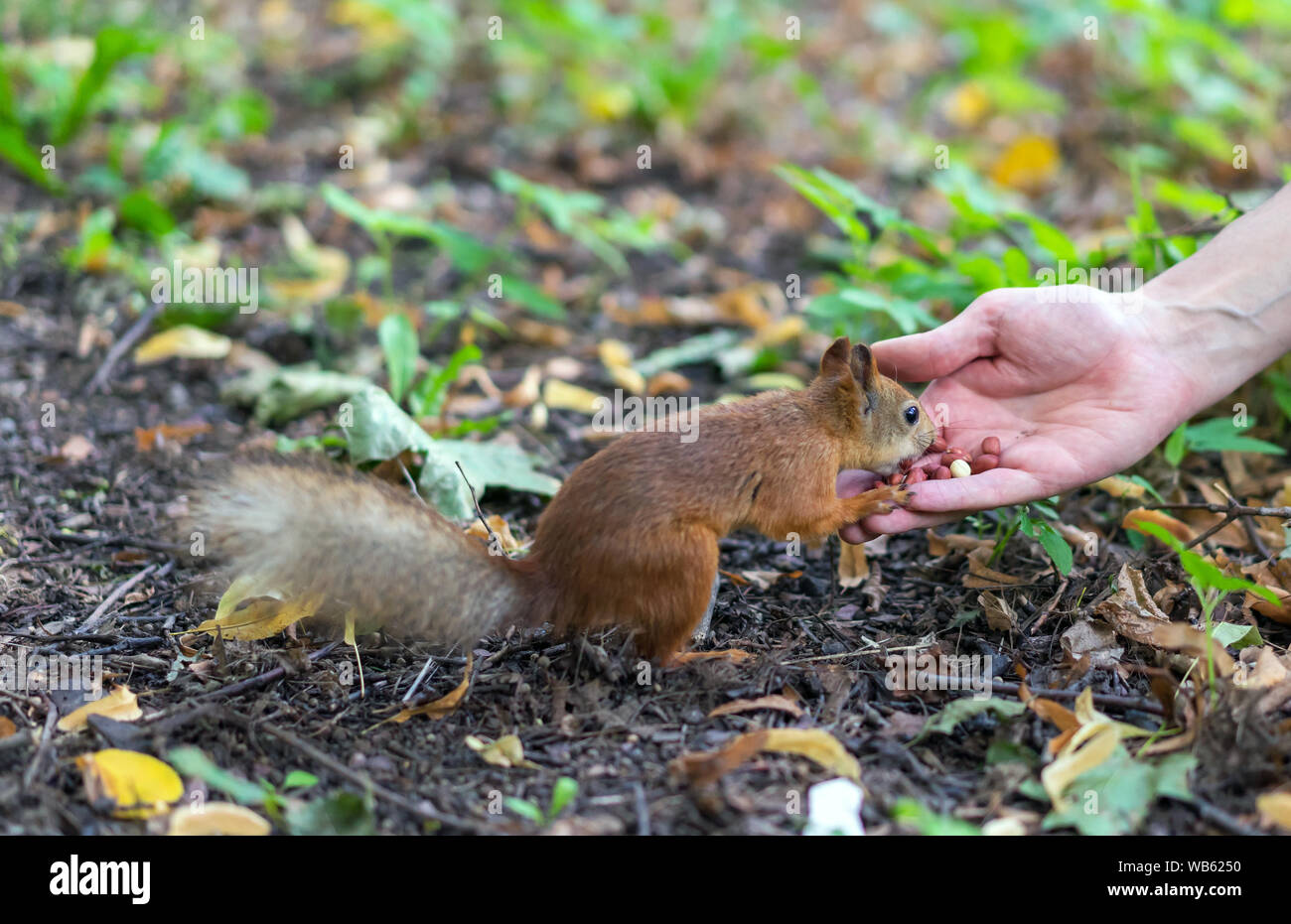 Squirrel eating nuts from human hand. Squirrel and human Stock Photo ...