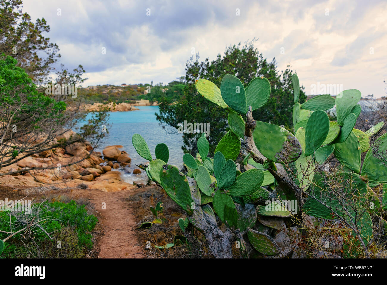 Cacti plant at Capriccioli Beach in Costa Smeralda at the Mediterranean ...