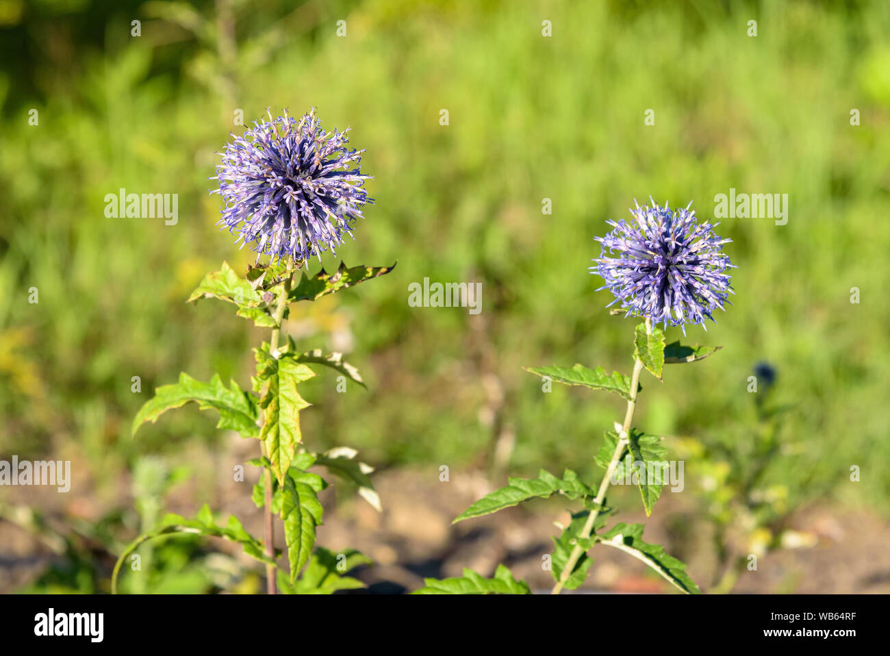Spherical echinops hi-res stock photography and images - Alamy