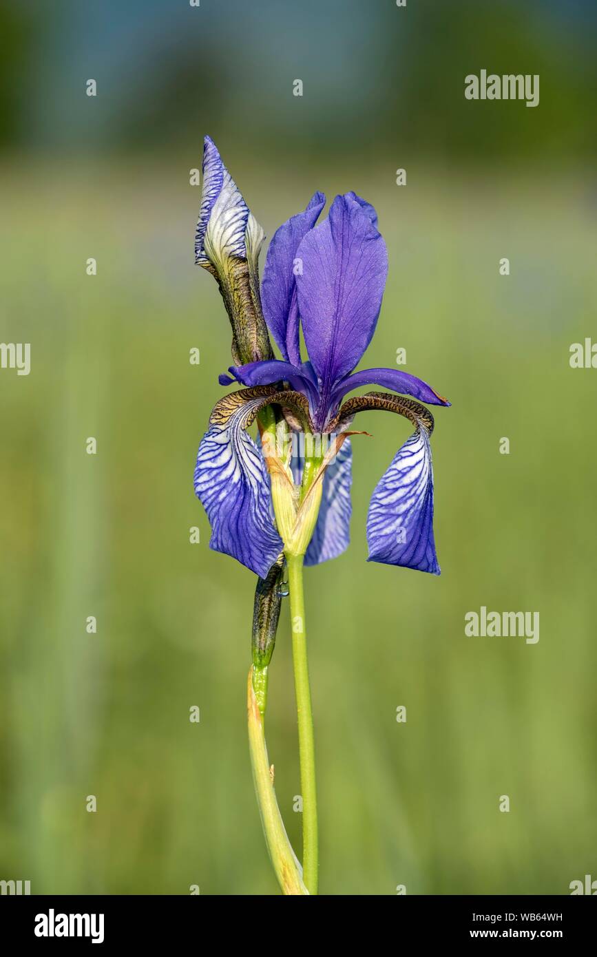 Siberian iris (Iris sibirica), flower, close-up, Vorarlberg, Austria ...