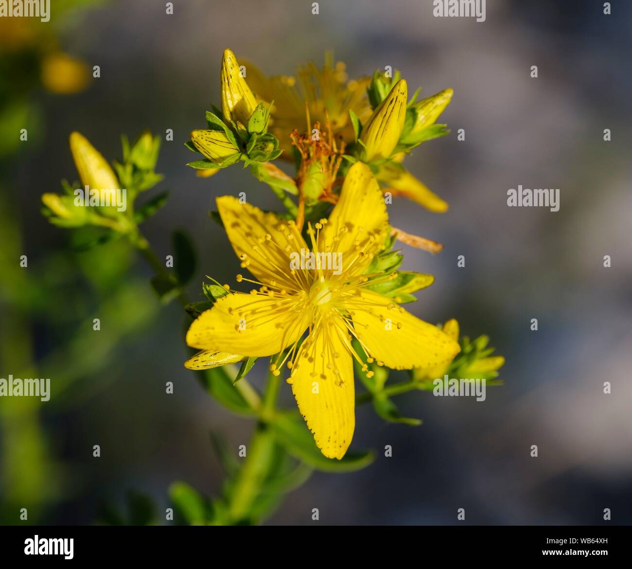 Flower, Common St John's wort (Hypericum perforatum), Upper Bavaria ...
