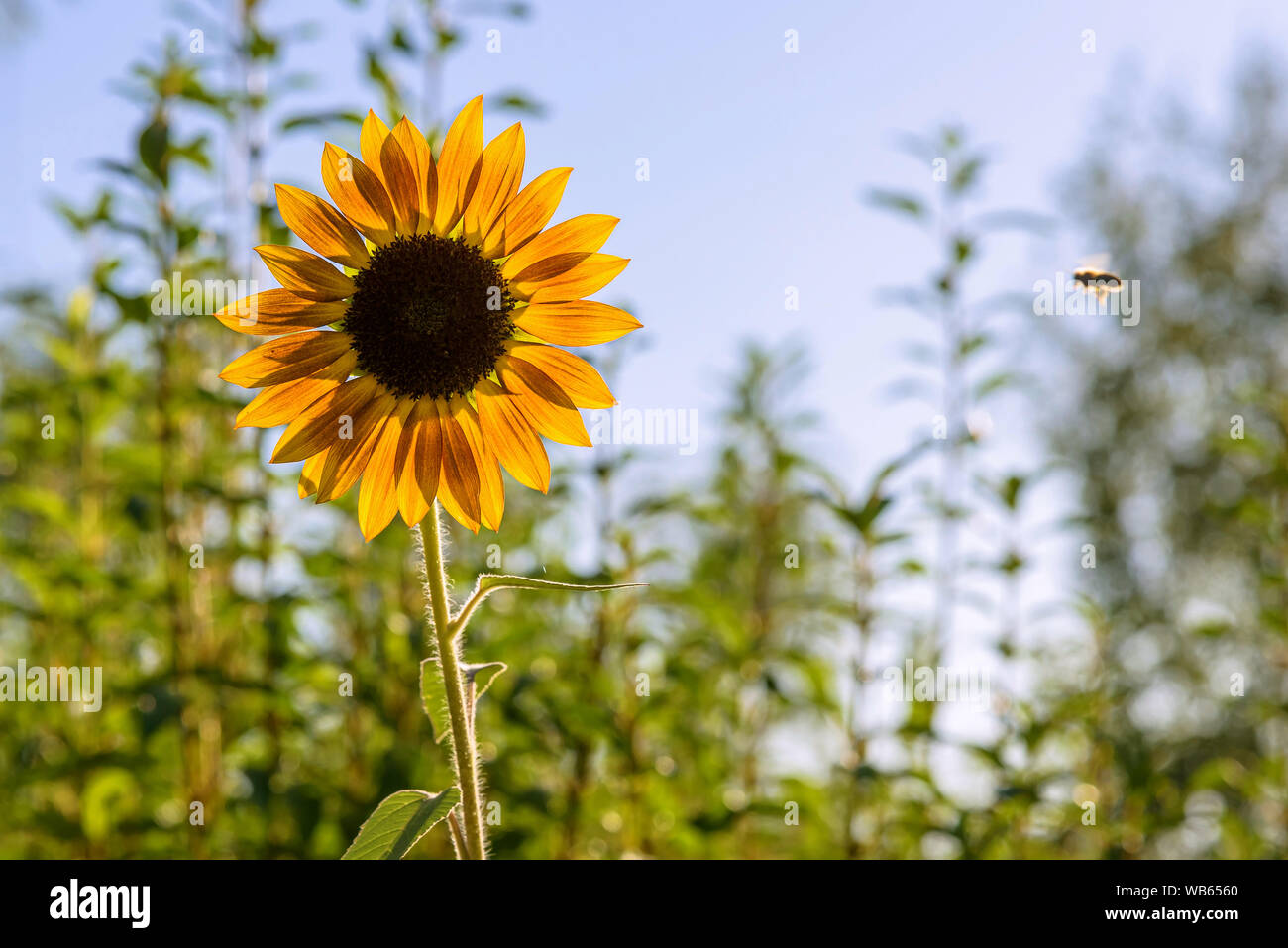 Sunflower in a meadow hi-res stock photography and images - Alamy