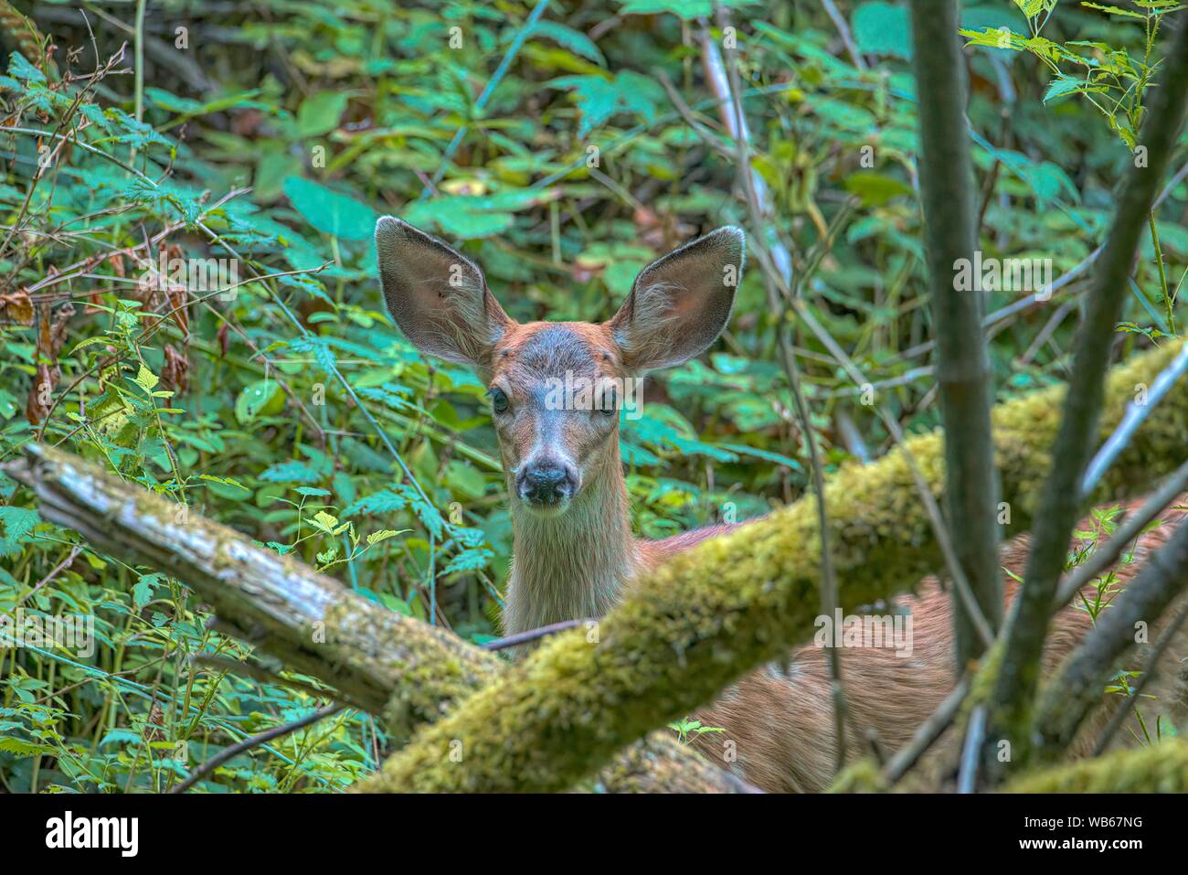 Deer eyes hi-res stock photography and images - Alamy