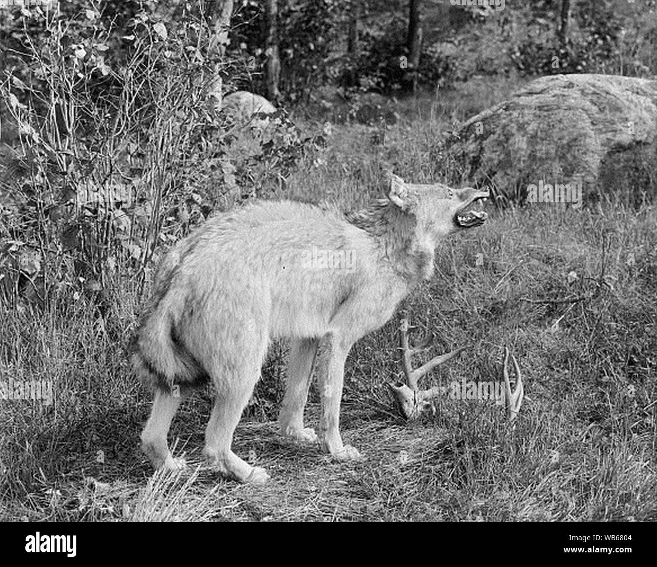 Stephen wolf hi-res stock photography and images - Alamy