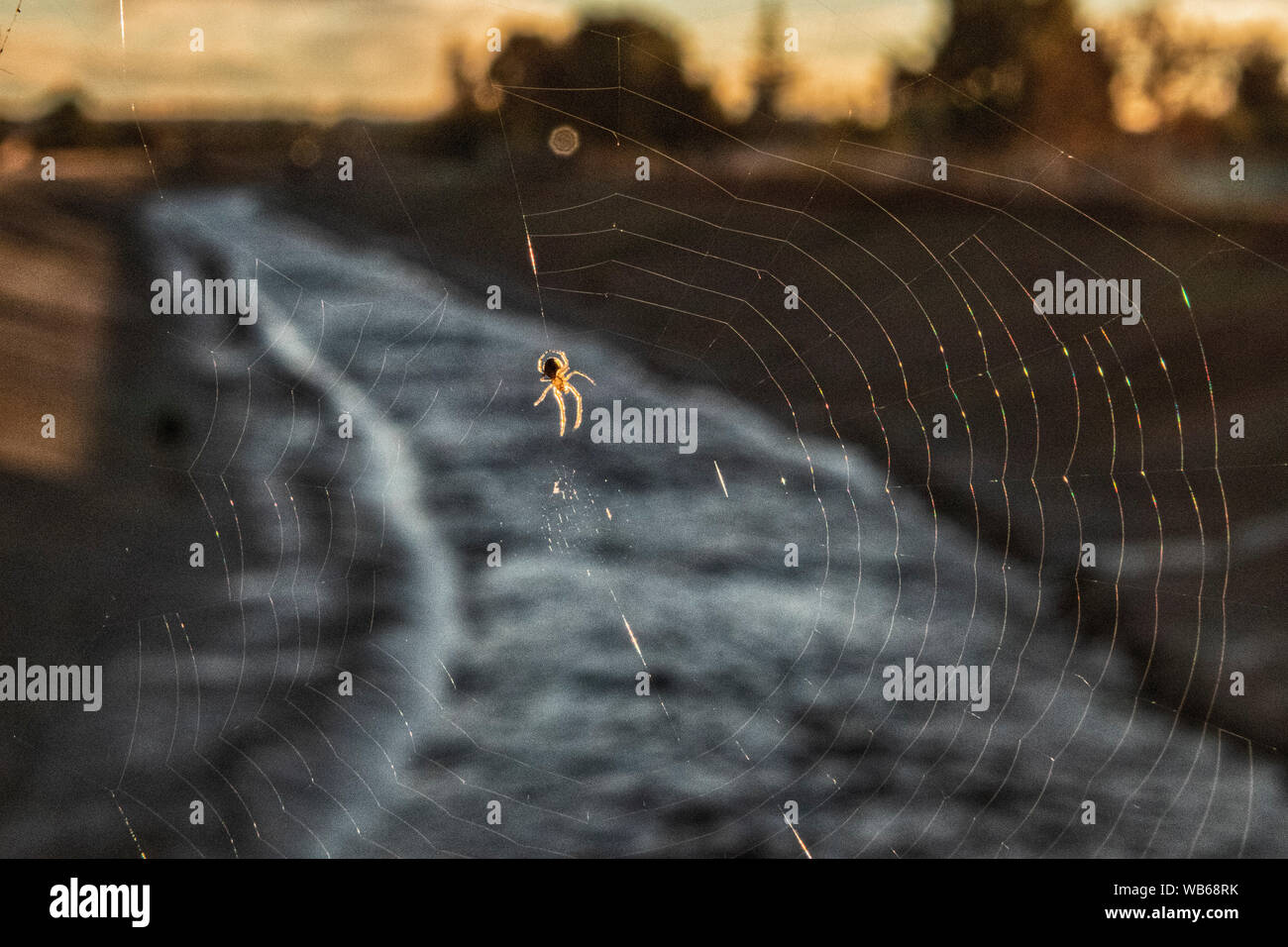 Spider web on pedestrian Bridge along Ballona Creek, Culver City, Los ...