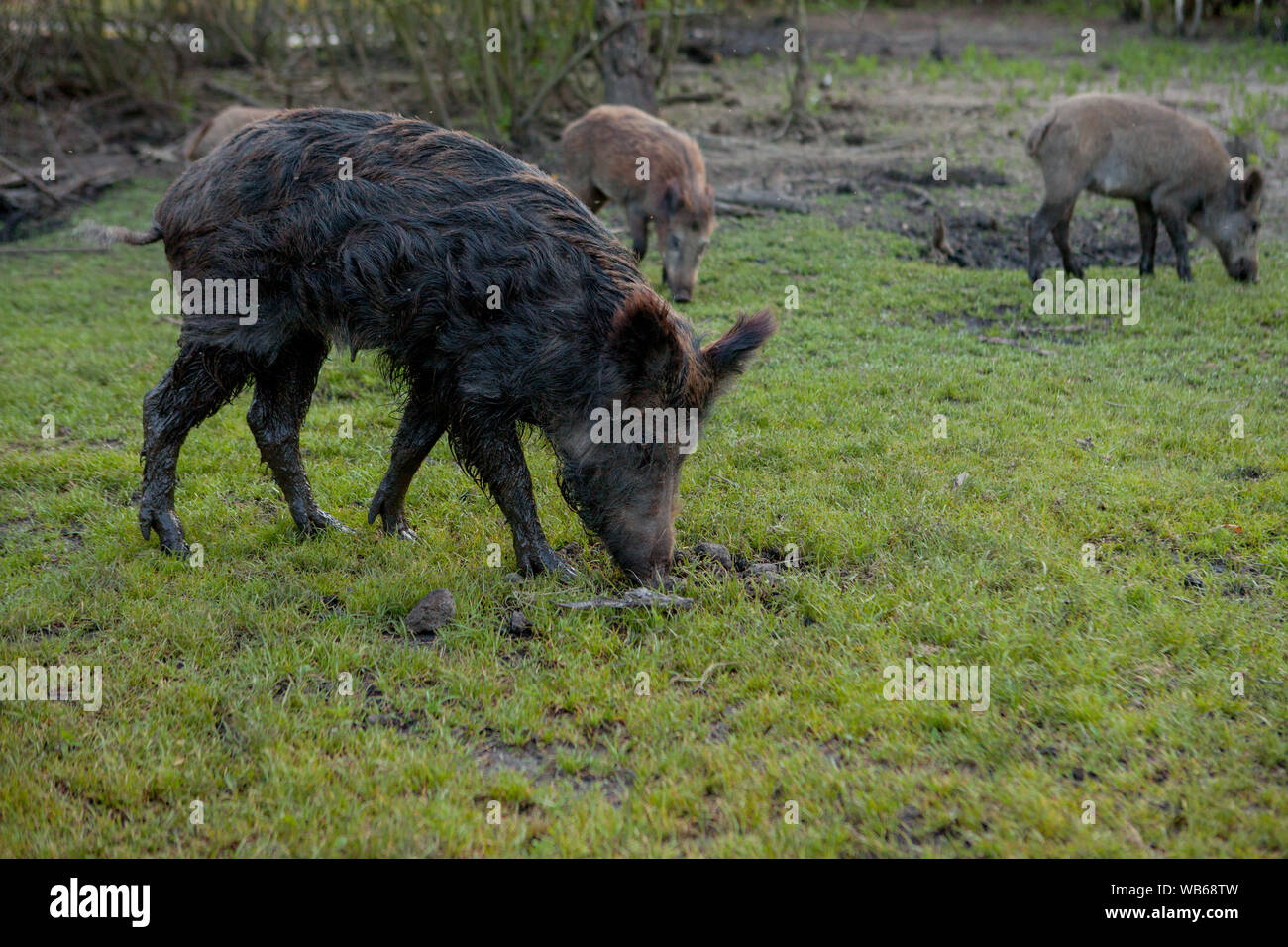 Family Group of Wart Hogs Grazing Eating Grass Food Together Stock ...