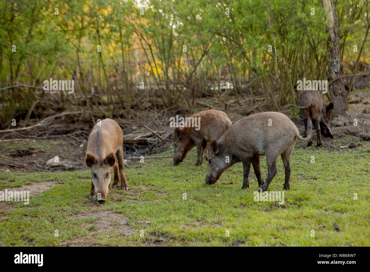 Family Group of Wart Hogs Grazing Eating Grass Food Together Stock ...