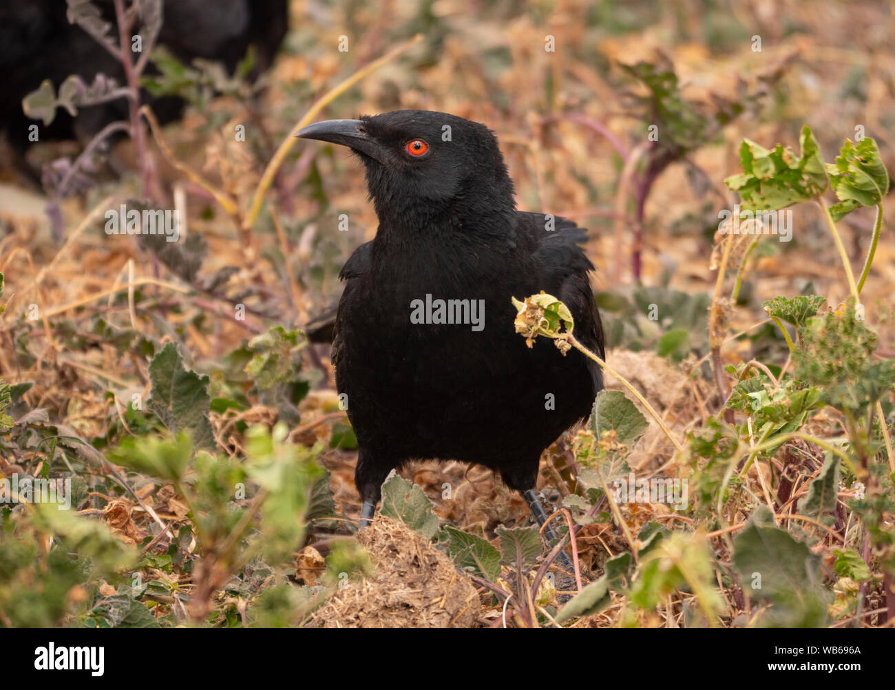 White-winged Chough, Corcorax melanorhamphos, foraging for food on the ...