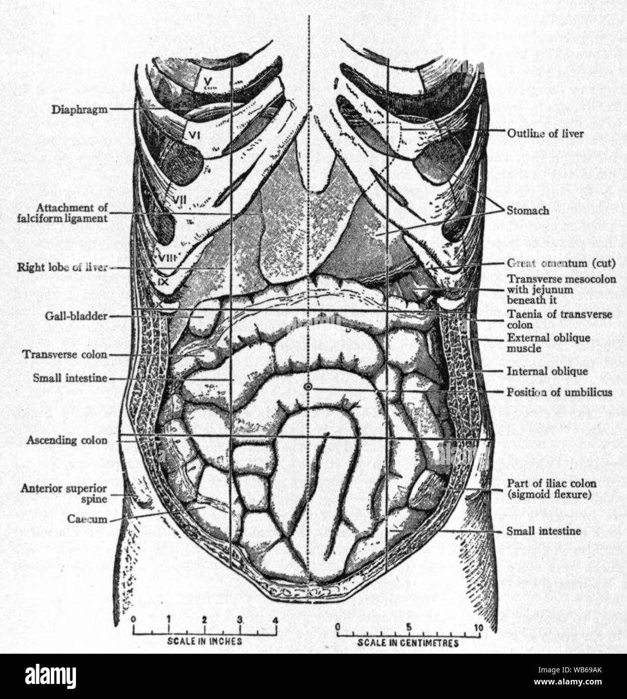 EB1911 Alimentary Canal Fig. 1.—The Abdominal Viscera in situ Stock ...