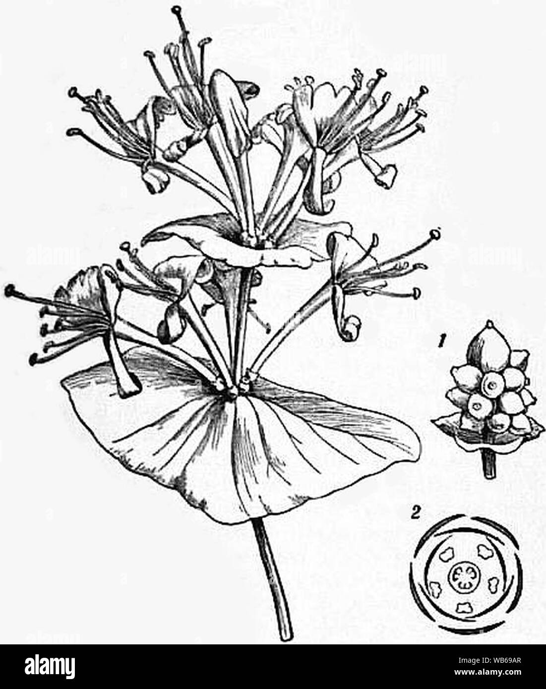 Flowering shoot Cut Out Stock Images & Pictures - Alamy