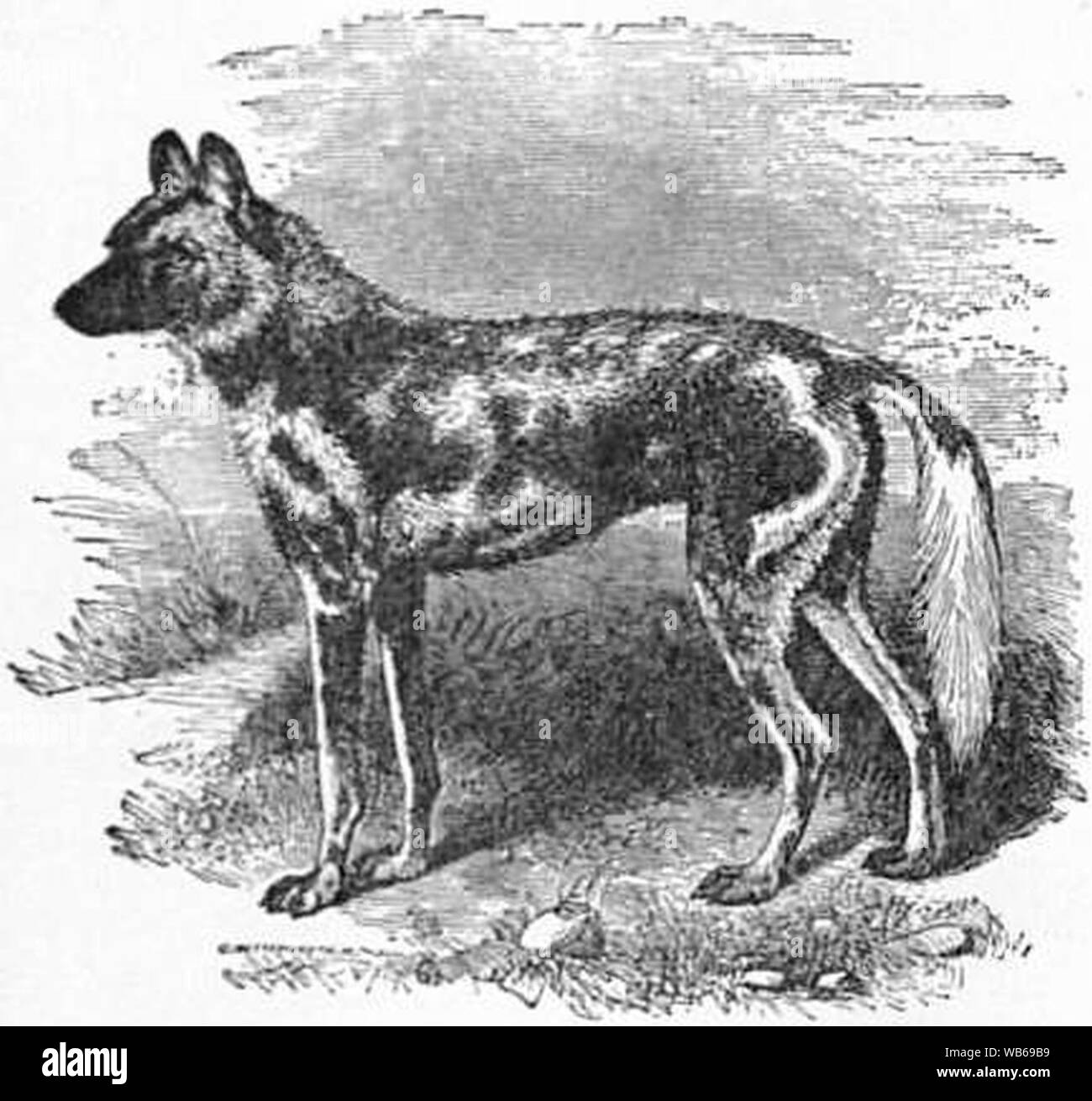 Hunting dog historical Cut Out Stock Images & Pictures - Alamy