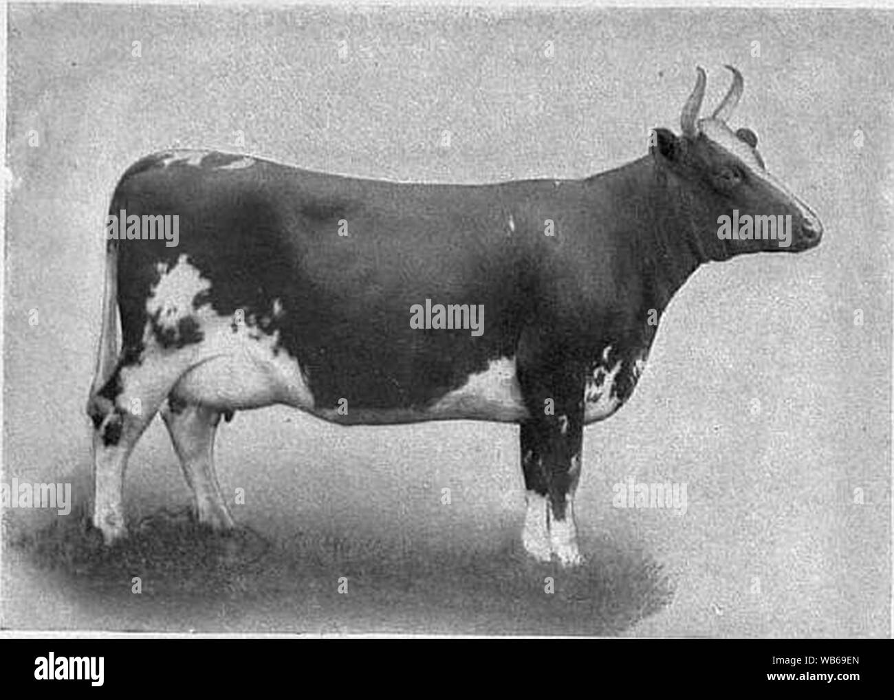 Ayrshire cattle Black and White Stock Photos & Images - Alamy