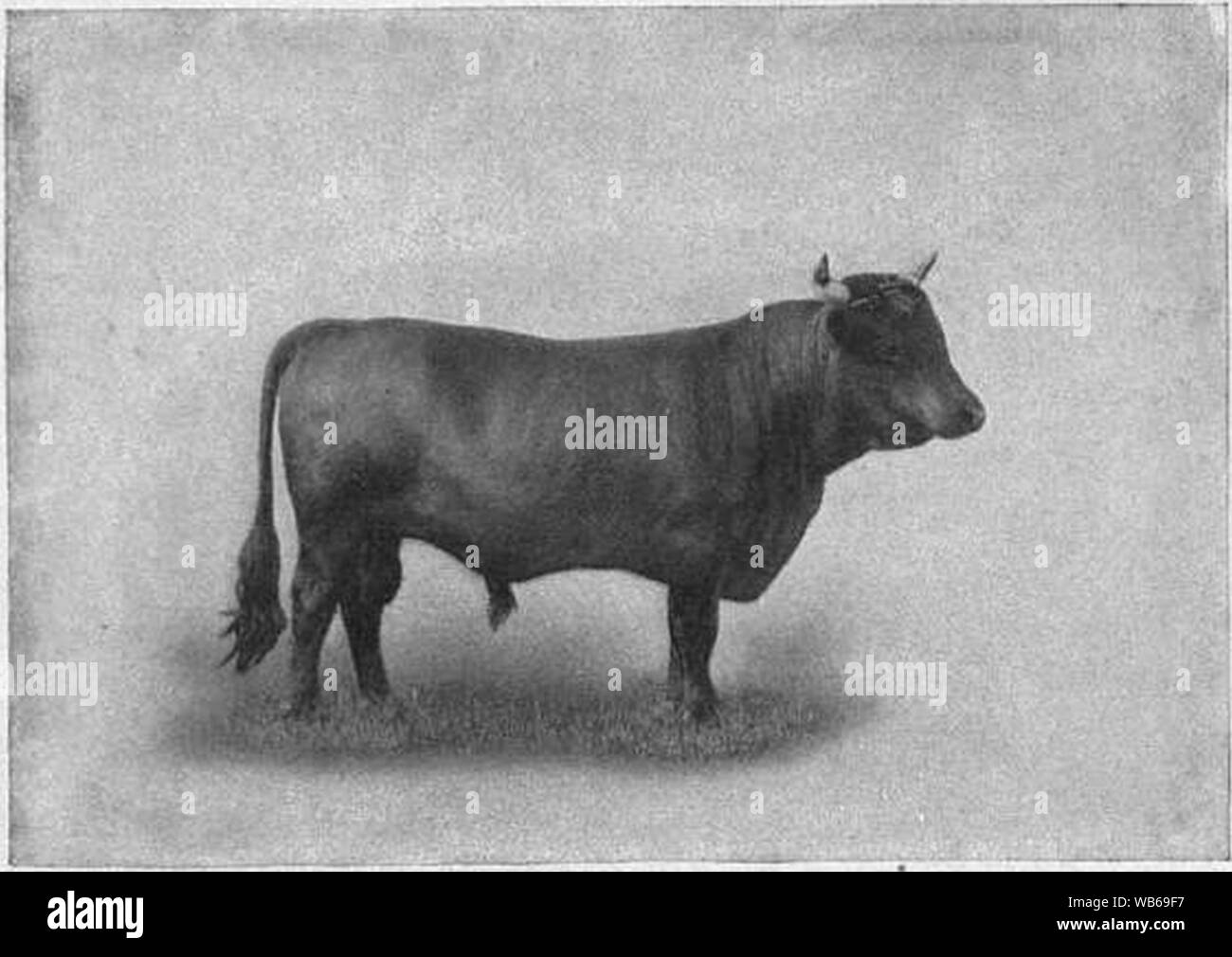 EB1911 Cattle - DEXTER BULL Stock Photo - Alamy