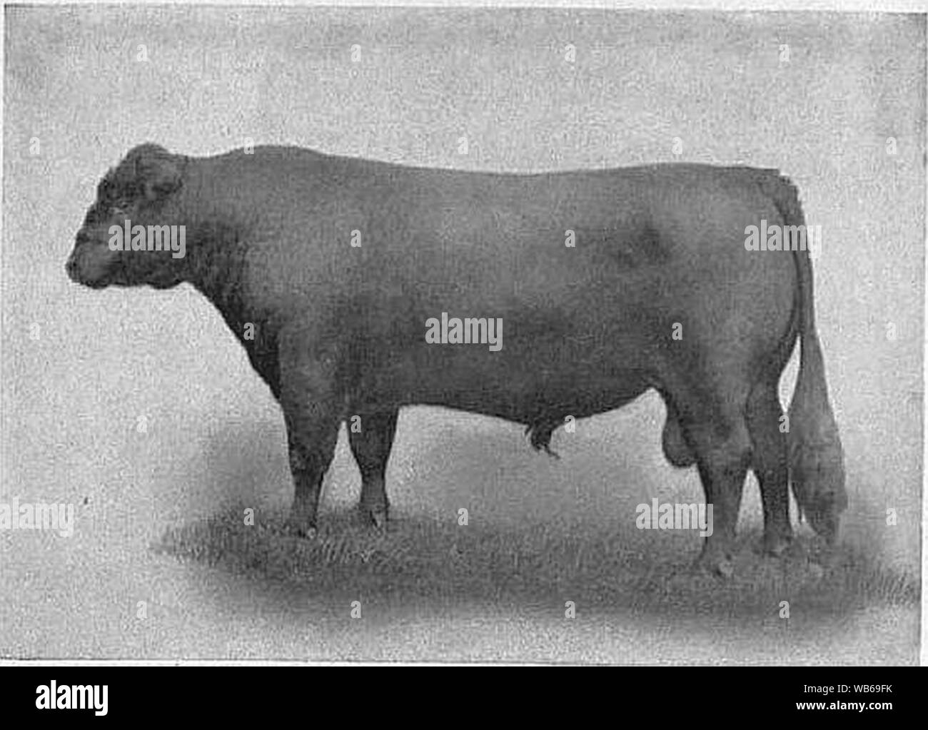 EB1911 Cattle - GALLOWAY BULL Stock Photo - Alamy