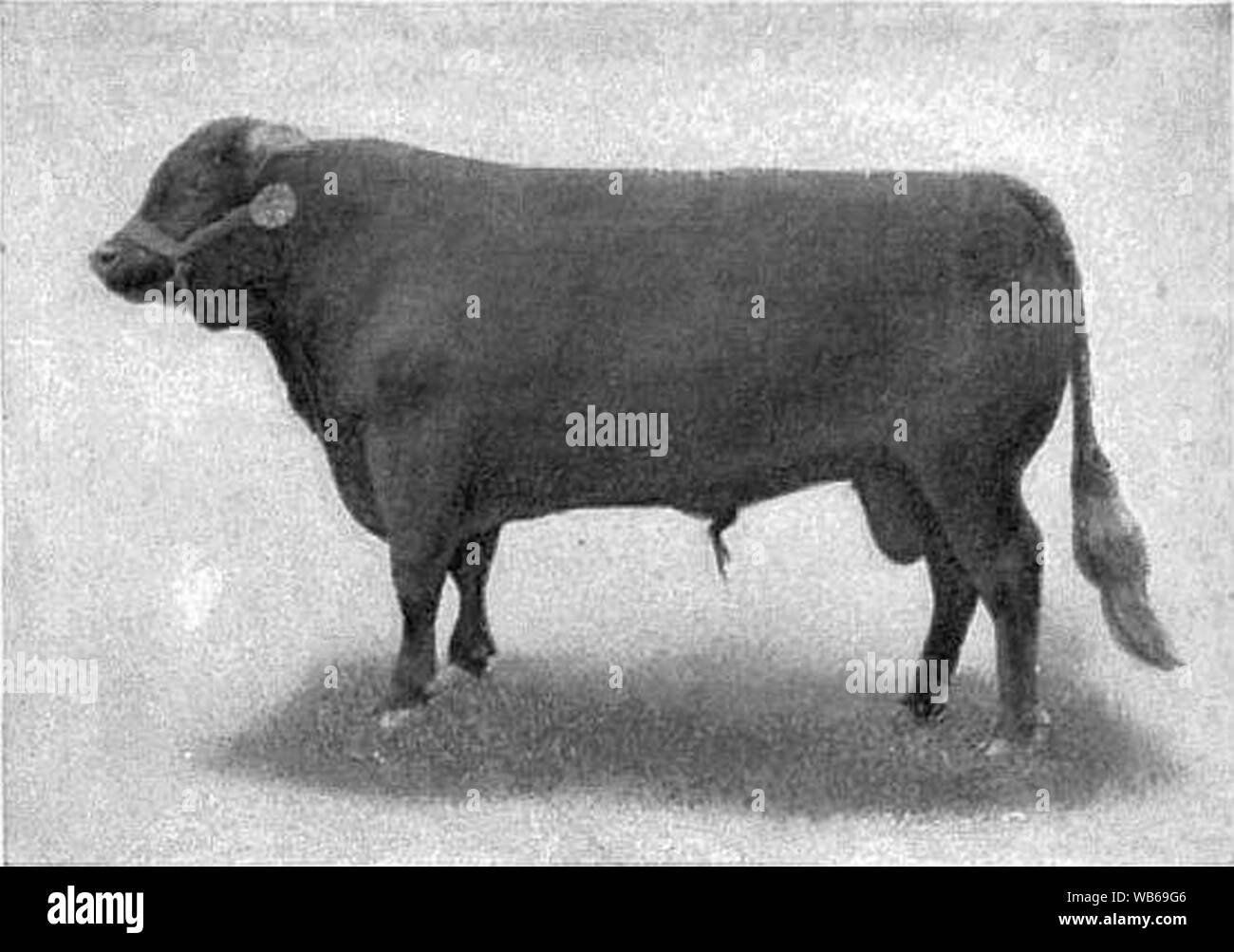 EB1911 Cattle - DEVON BULL Stock Photo - Alamy
