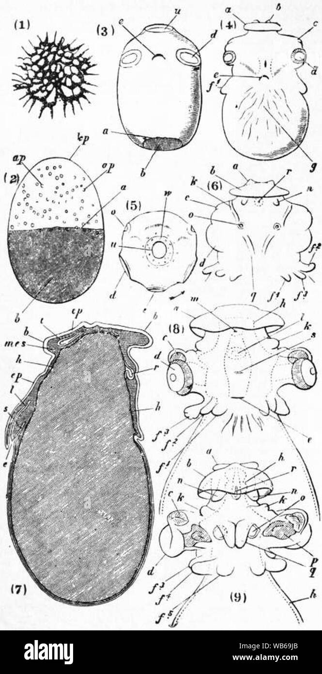 Loligo hi-res stock photography and images - Alamy