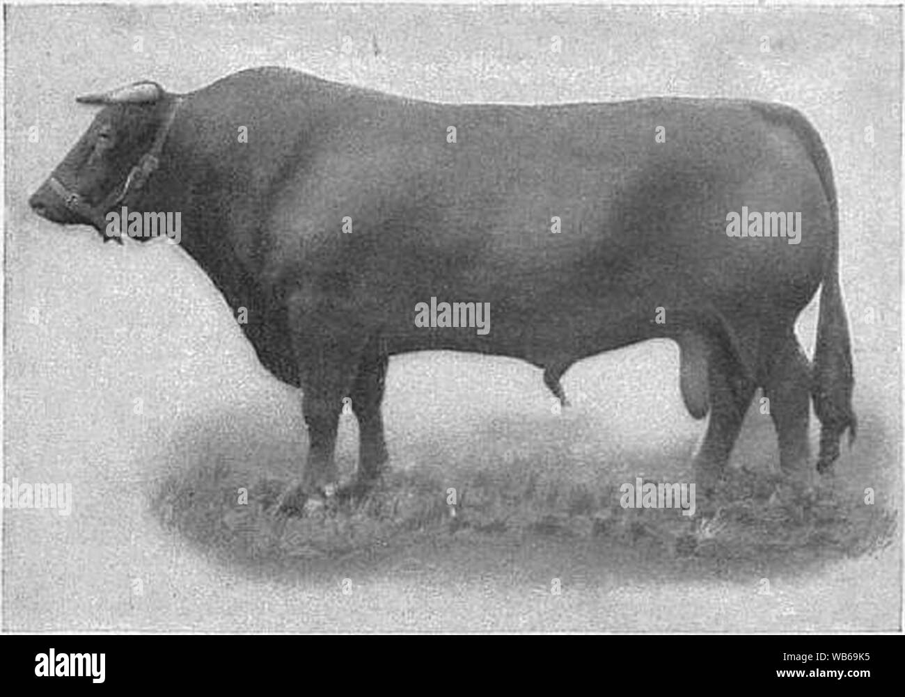EB1911 Cattle - SOUTH DEVON BULL Stock Photo - Alamy